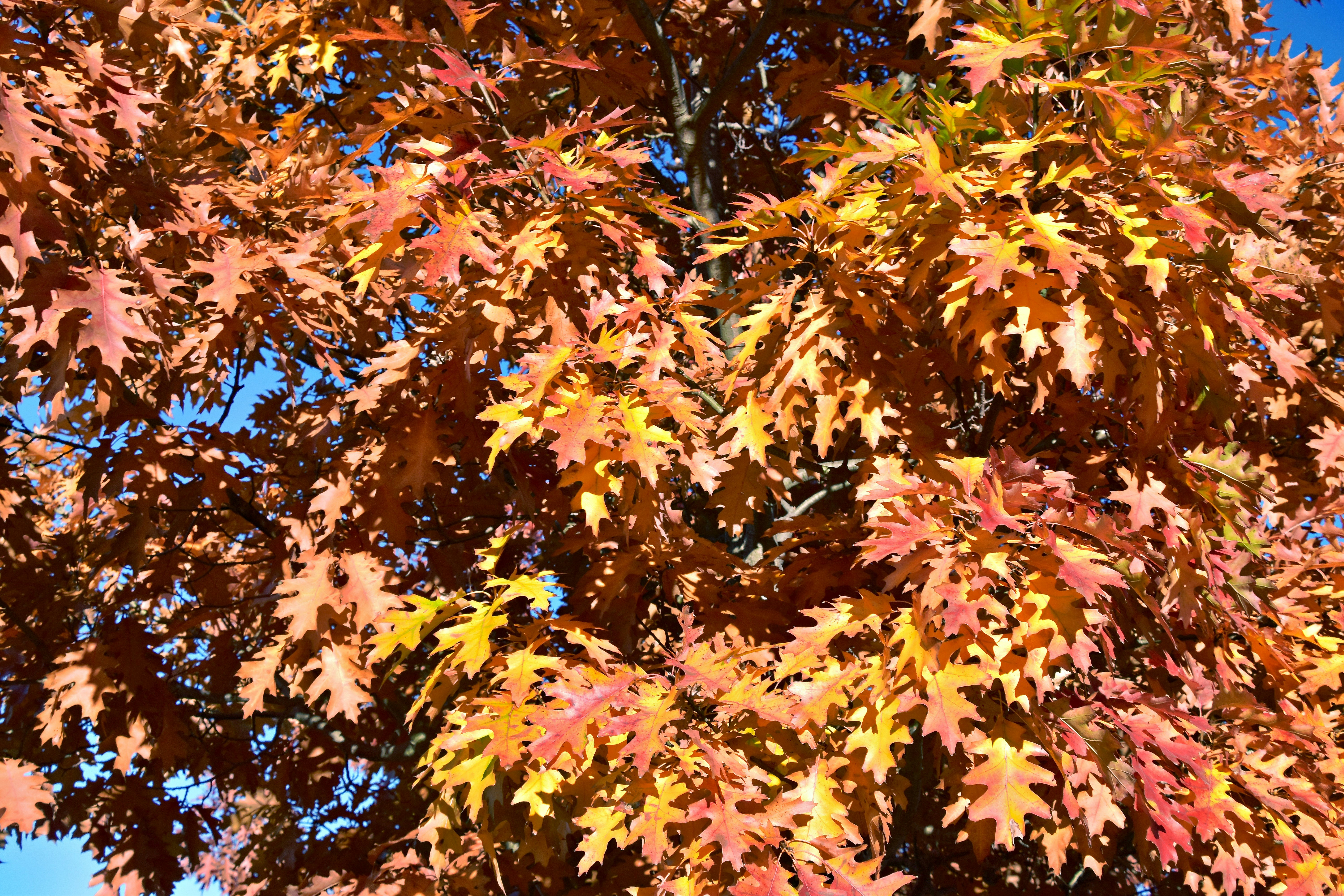 Sunlit Ember Canopy: Autumn Leaves Against a Clear Sky