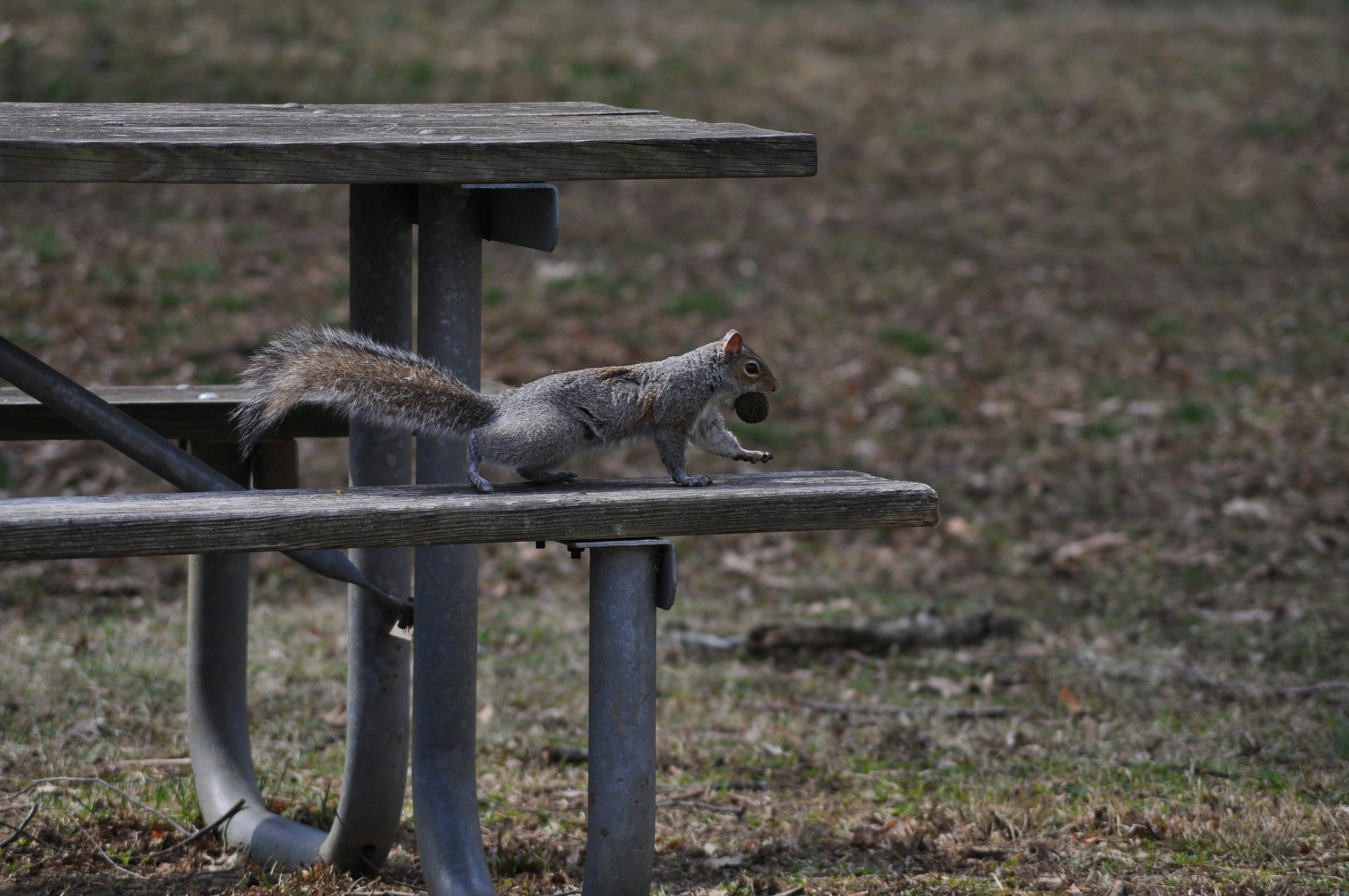 Nutty Standoff on a Weathered Picnic Bench