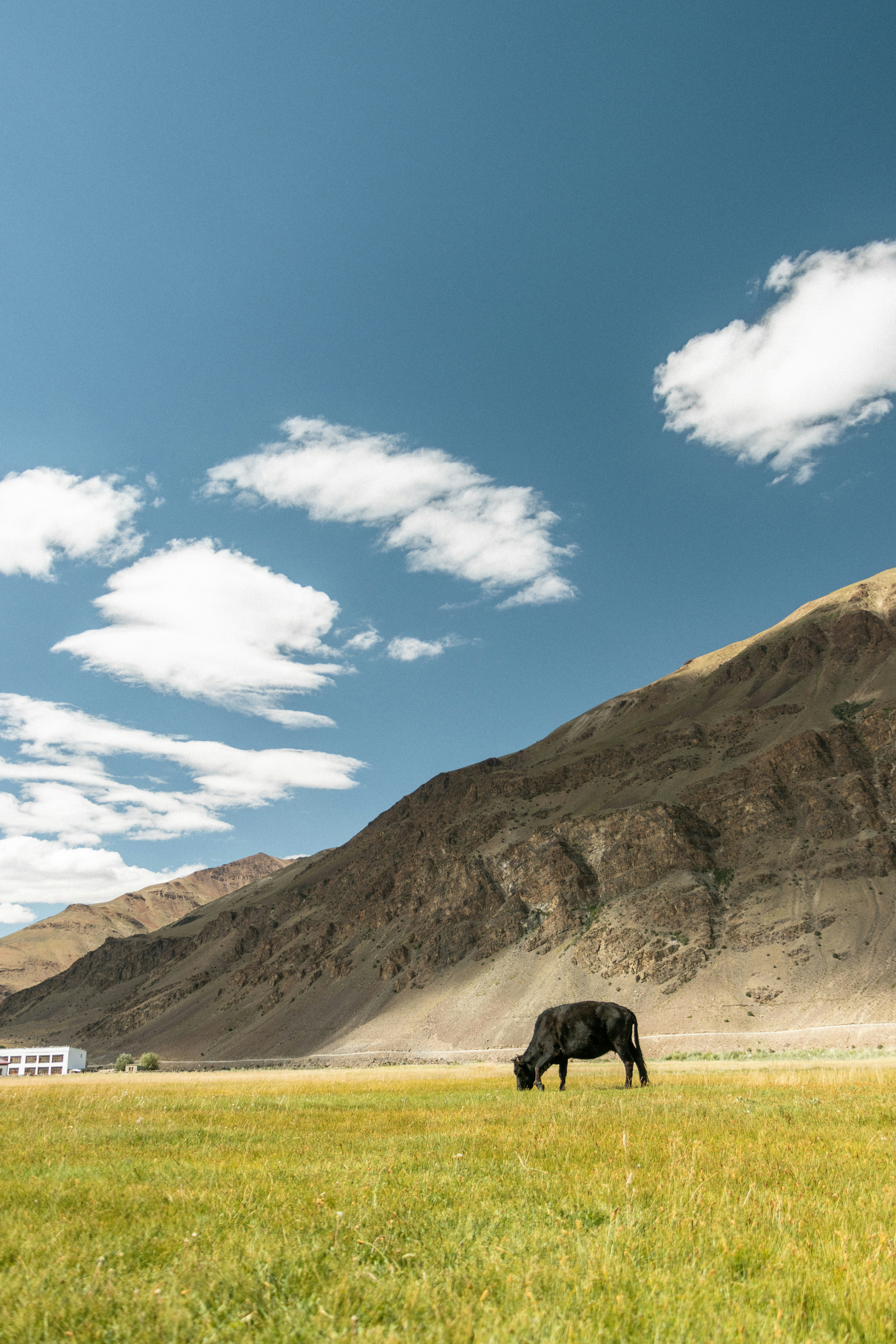 A peaceful scene of a solitary yak grazing on a field of yellow-green grass, set against the backdrop of a warm brown hill and a vibrant blue sky. The yak’s dark, shaggy coat contrasts beautifully with the golden hues of the field, highlighting its presence in this open, rugged landscape. The soft, natural colors of the setting evoke a sense of calm and the simplicity of life in the highlands, where nature and wildlife coexist harmoniously.