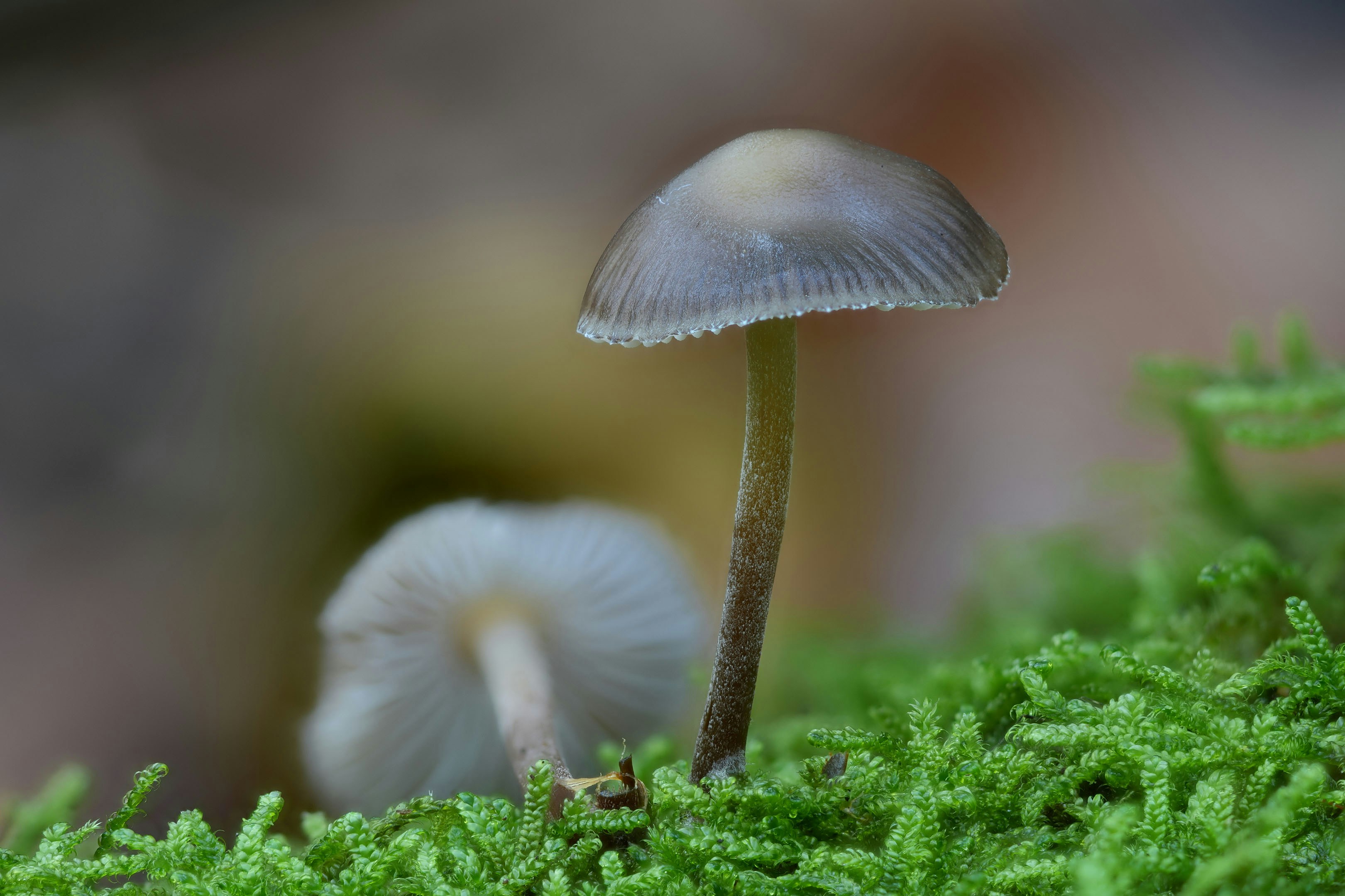 Two small mushrooms standing on vibrant moss in a forest setting.