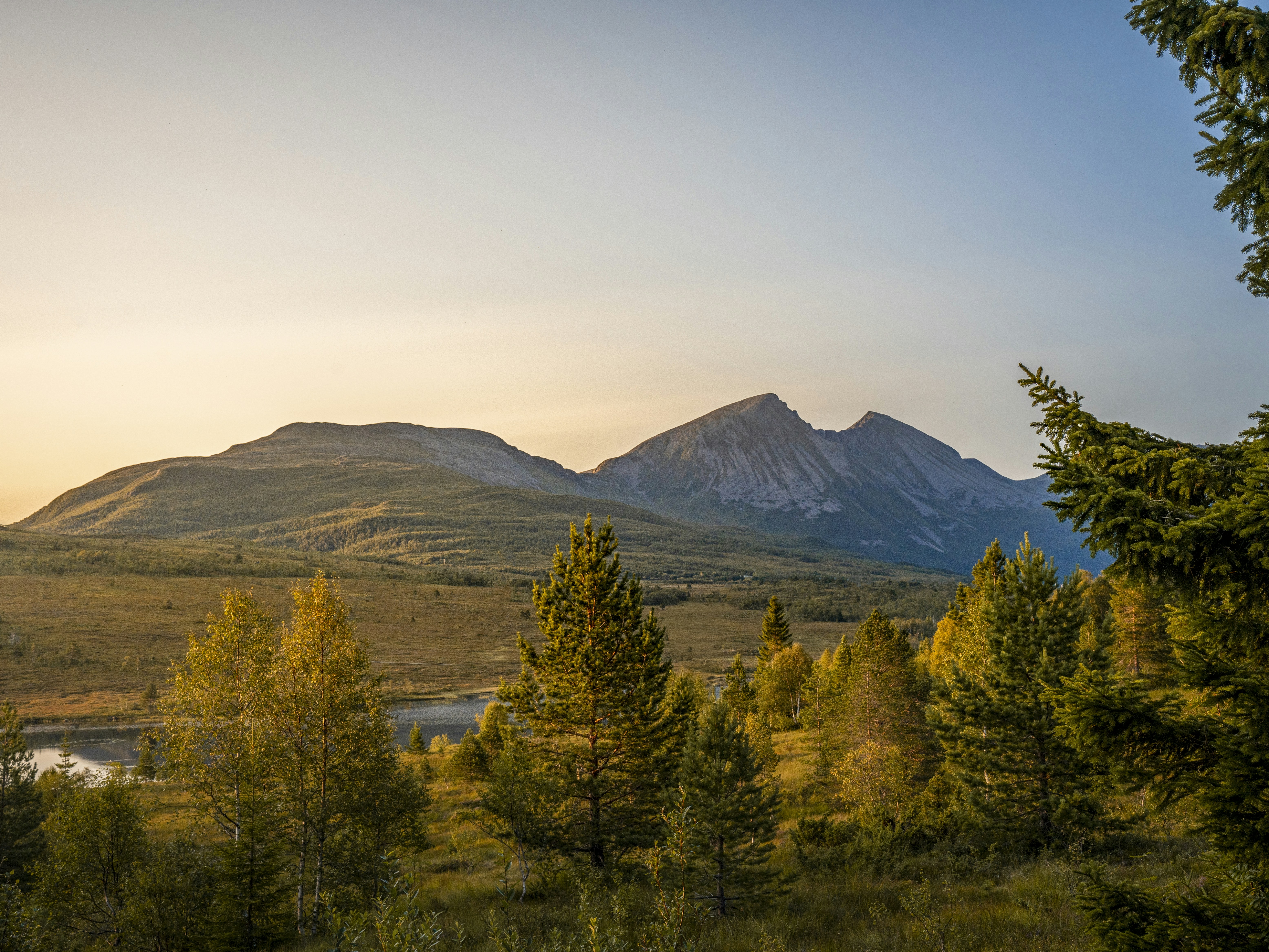 Dawn over Pine-Fringed Valley to a Sunlit Alpine Summit