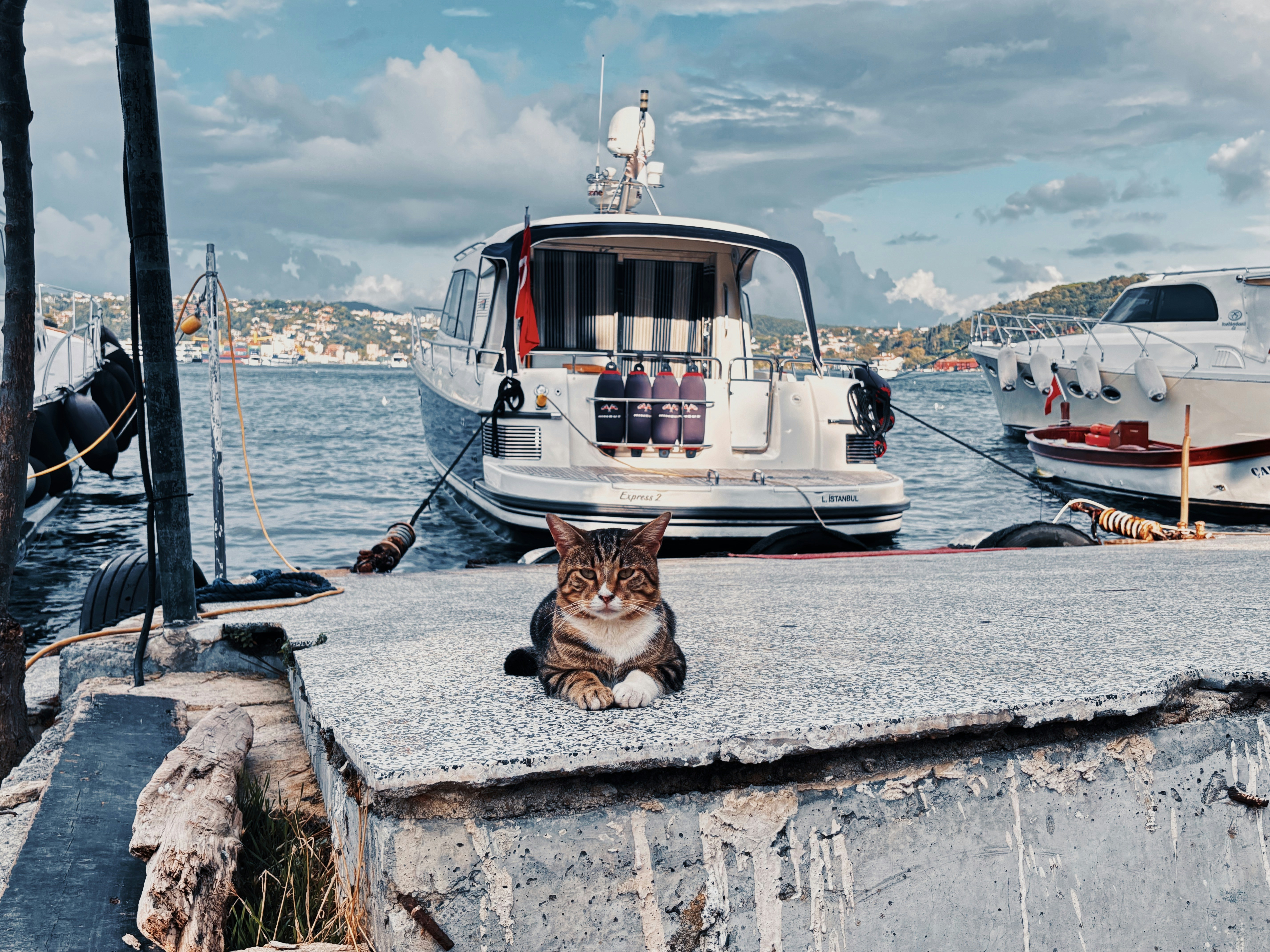 A cat sitting on the edge of a dock next to a boat photo – Free ...
