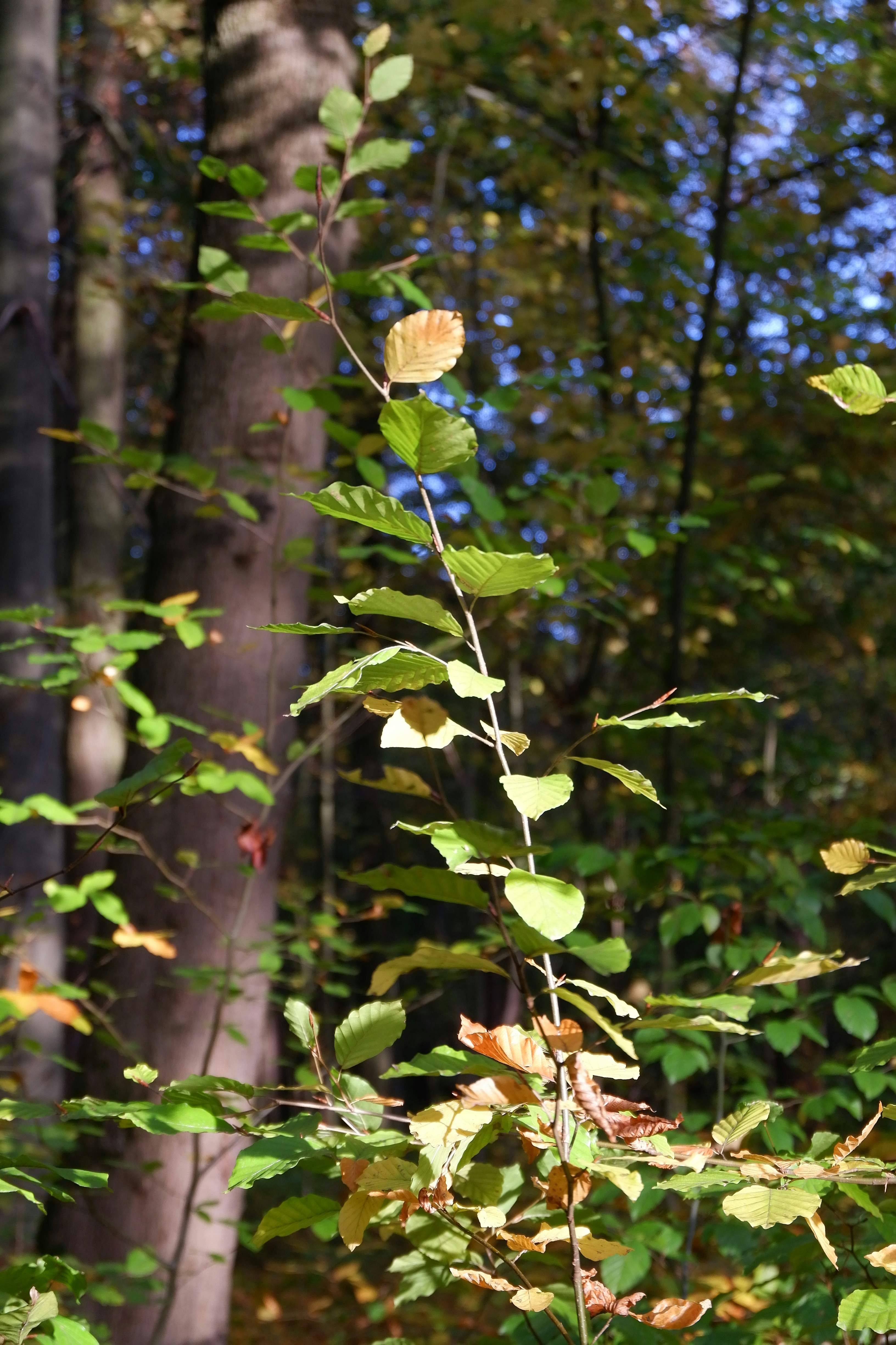 Dappled Sunlight Threads a Delicate Forest Sprout