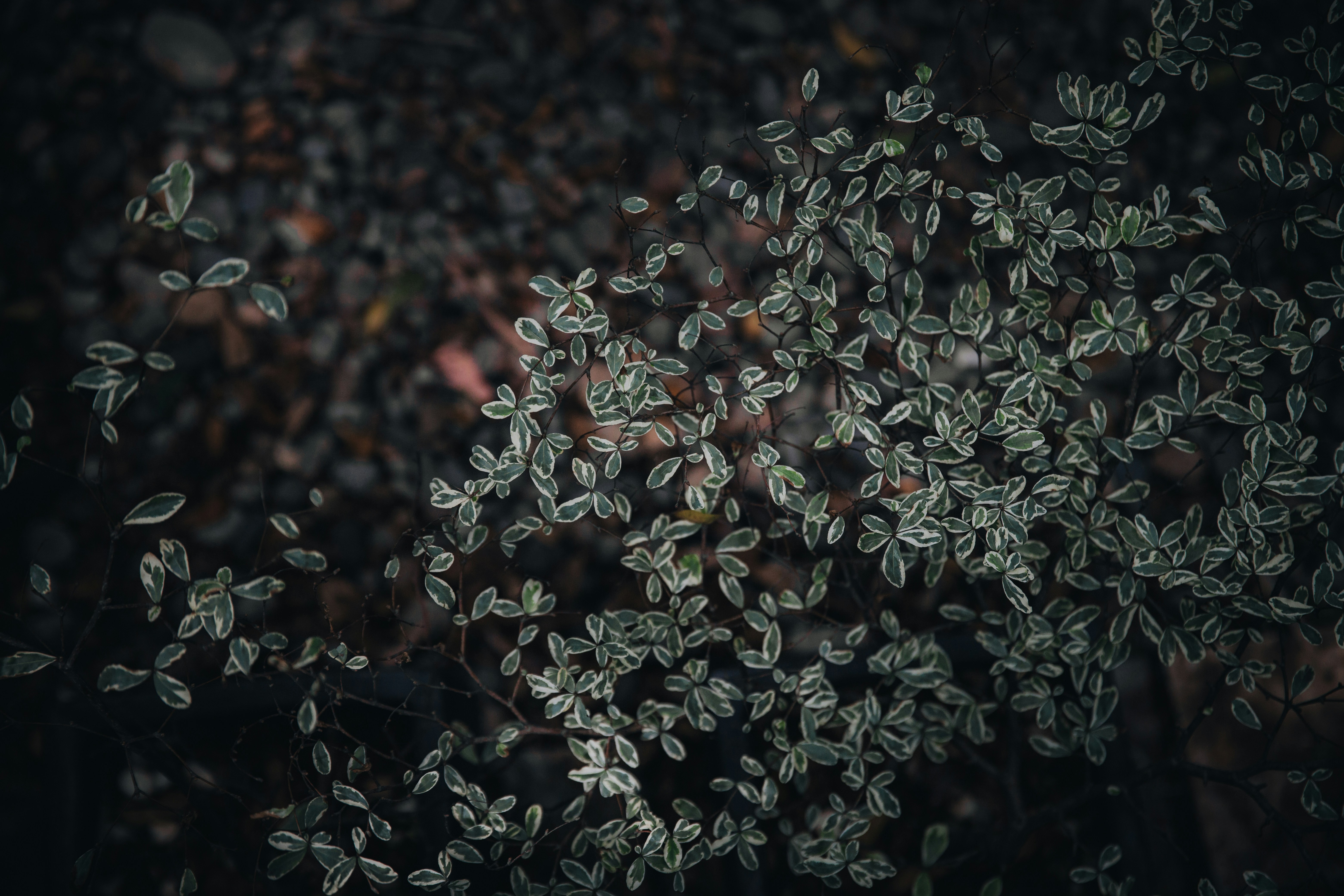 Photo by DM David with Canon EOS 6D Mark II