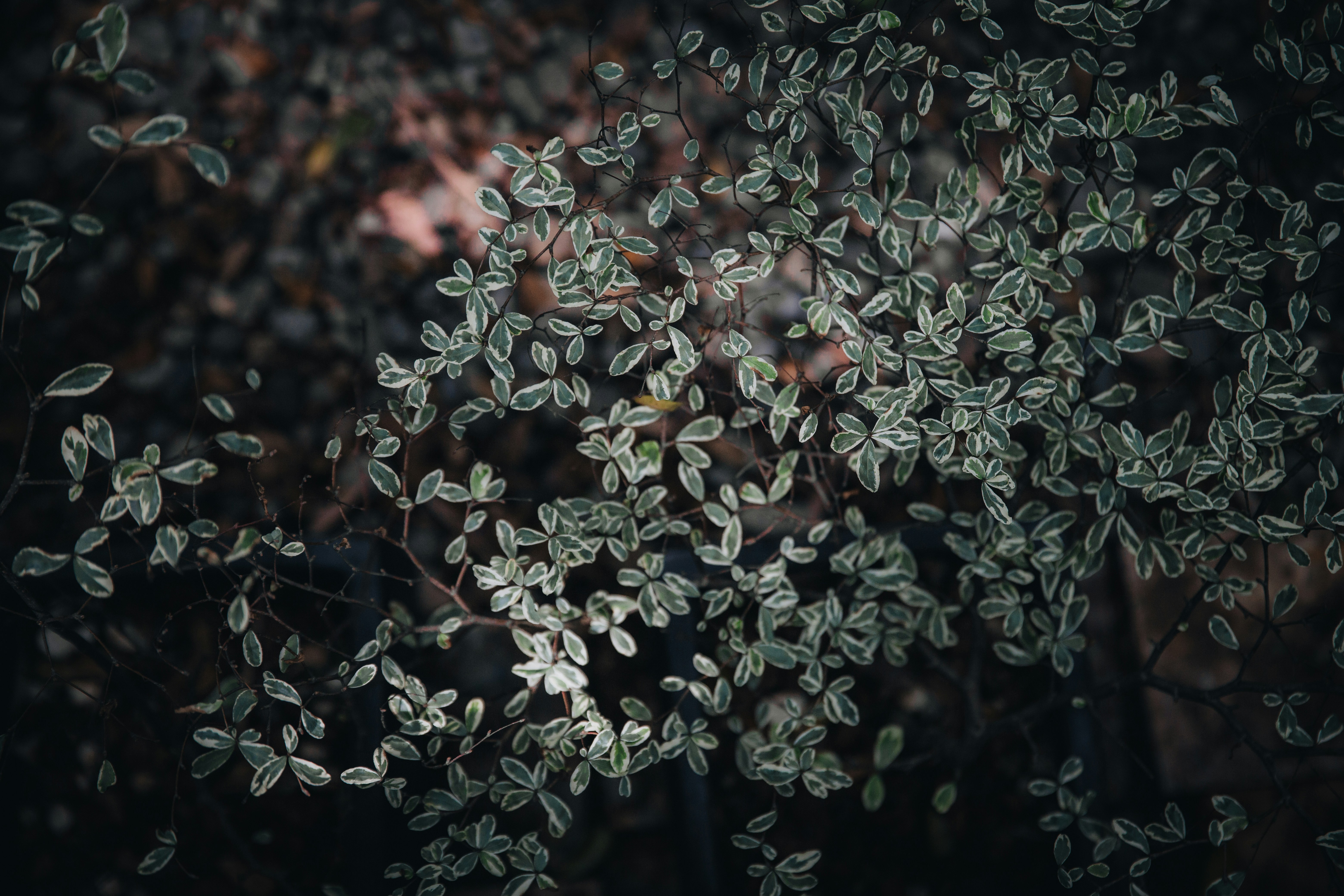 Photo by DM David with Canon EOS 6D Mark II