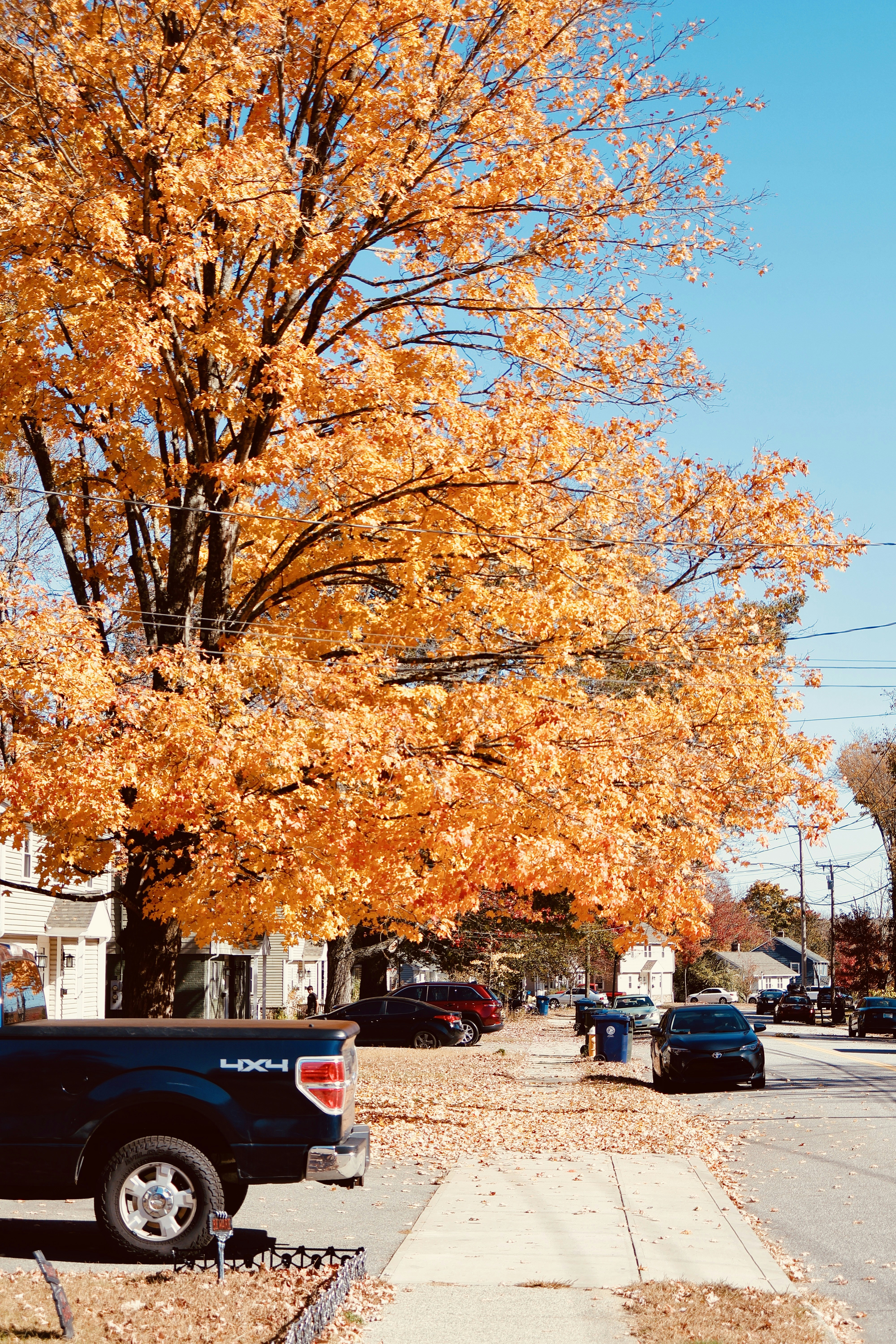 Amber Canopy Over a Quiet Suburban Street