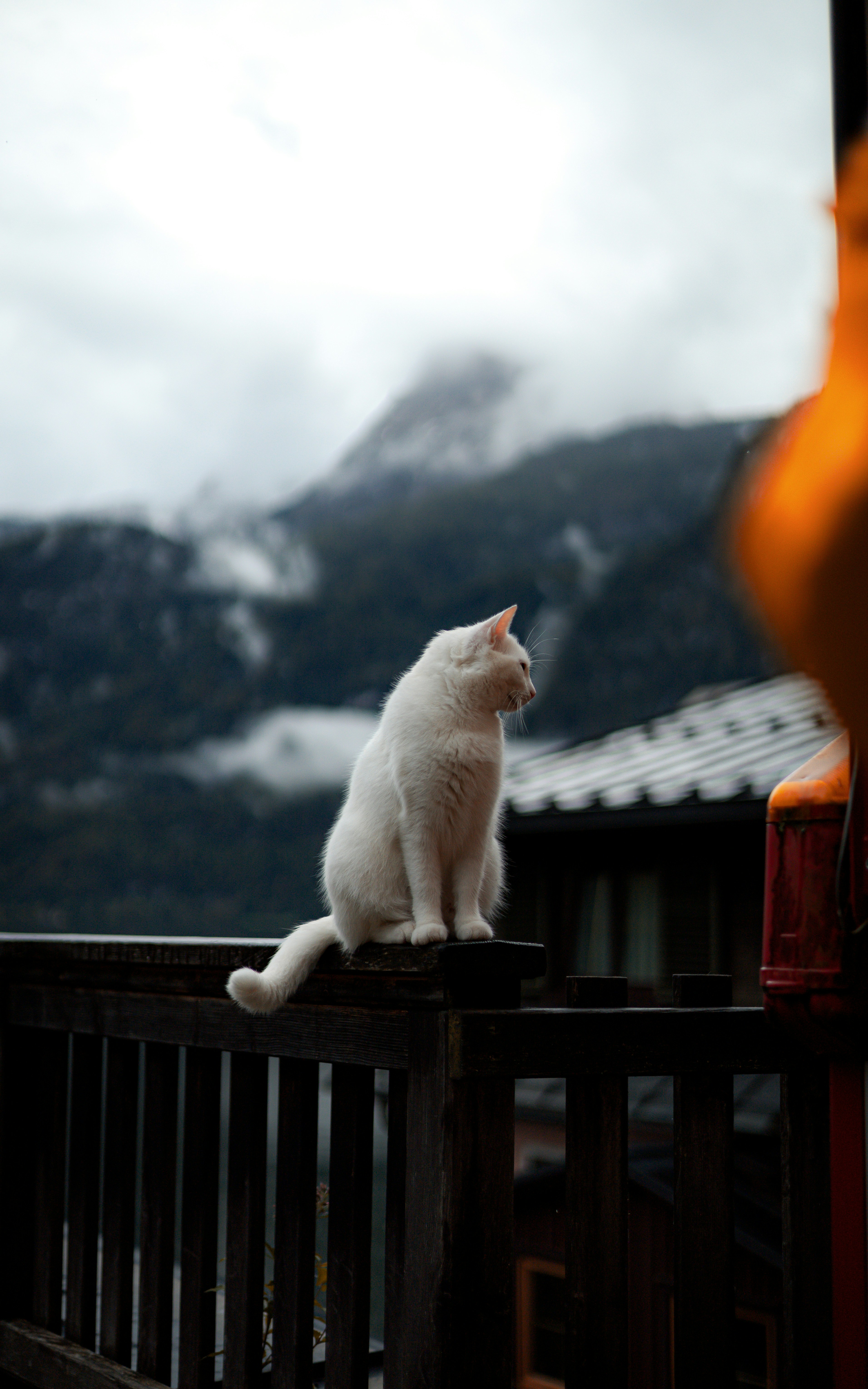 White Cat on a Wooden Railing Against Alpine Mist