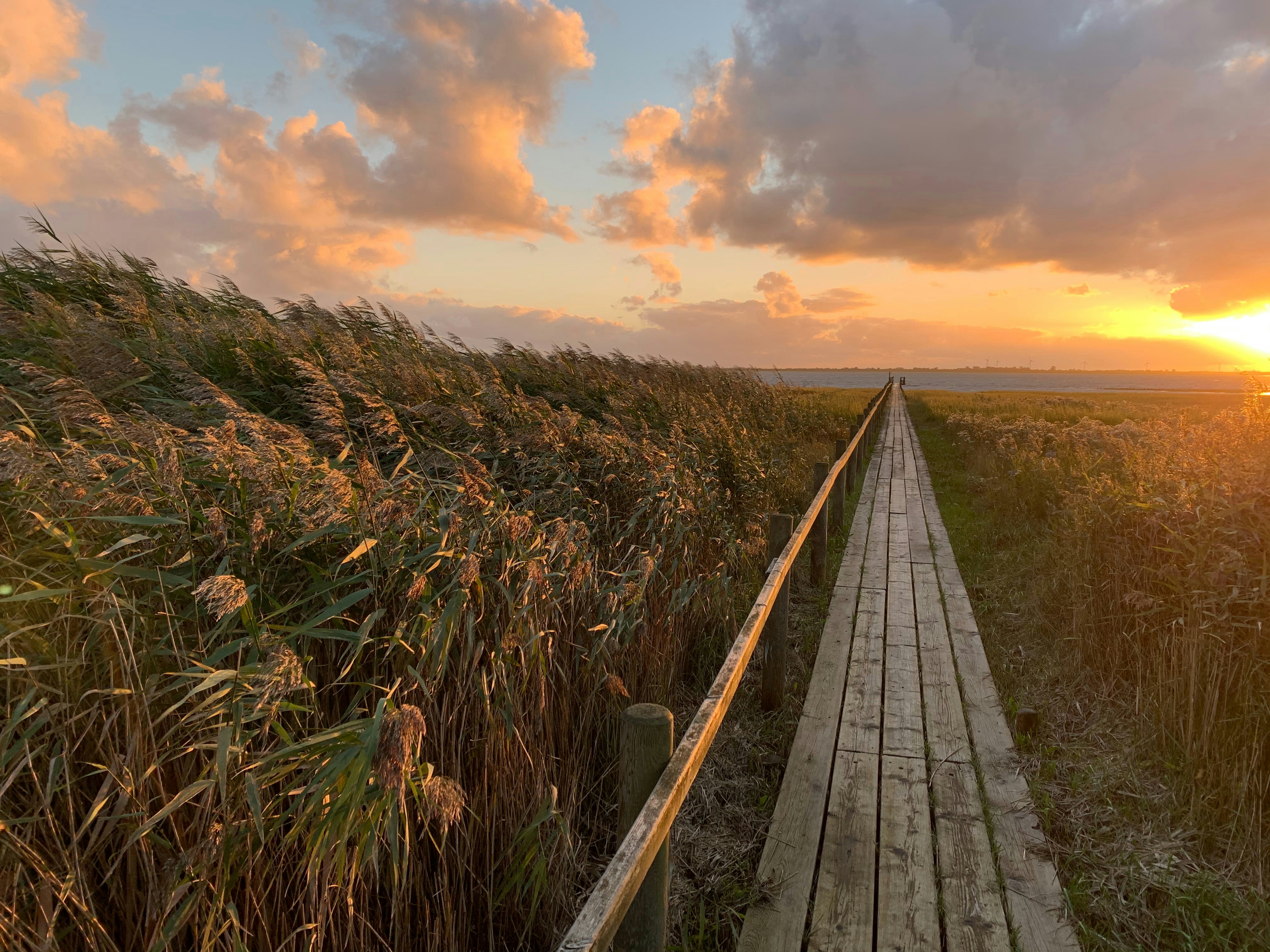 Golden Corridor: Boardwalk Through Reeds to a Sunset Horizon