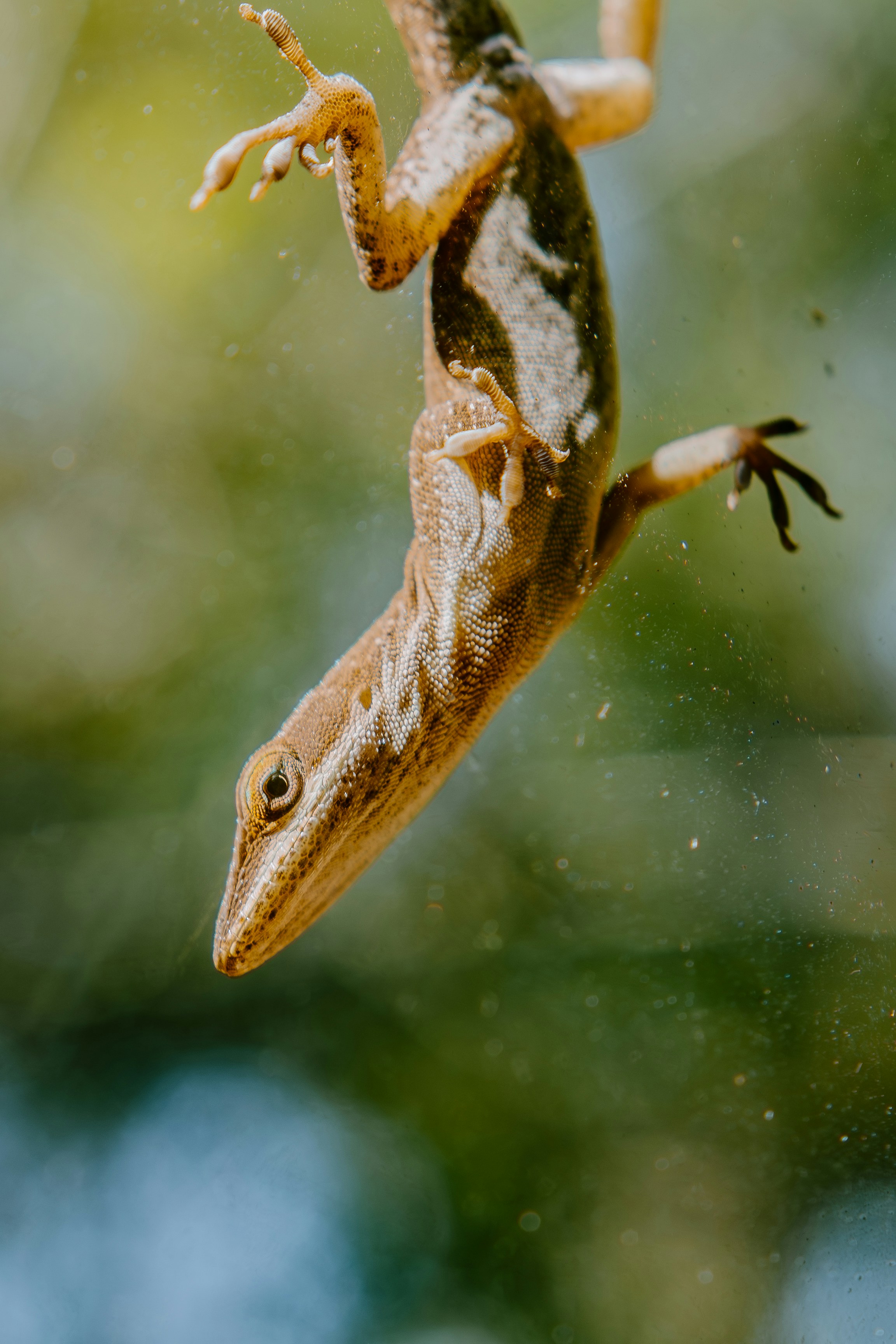 An Anole lizard crawling on a glass window.