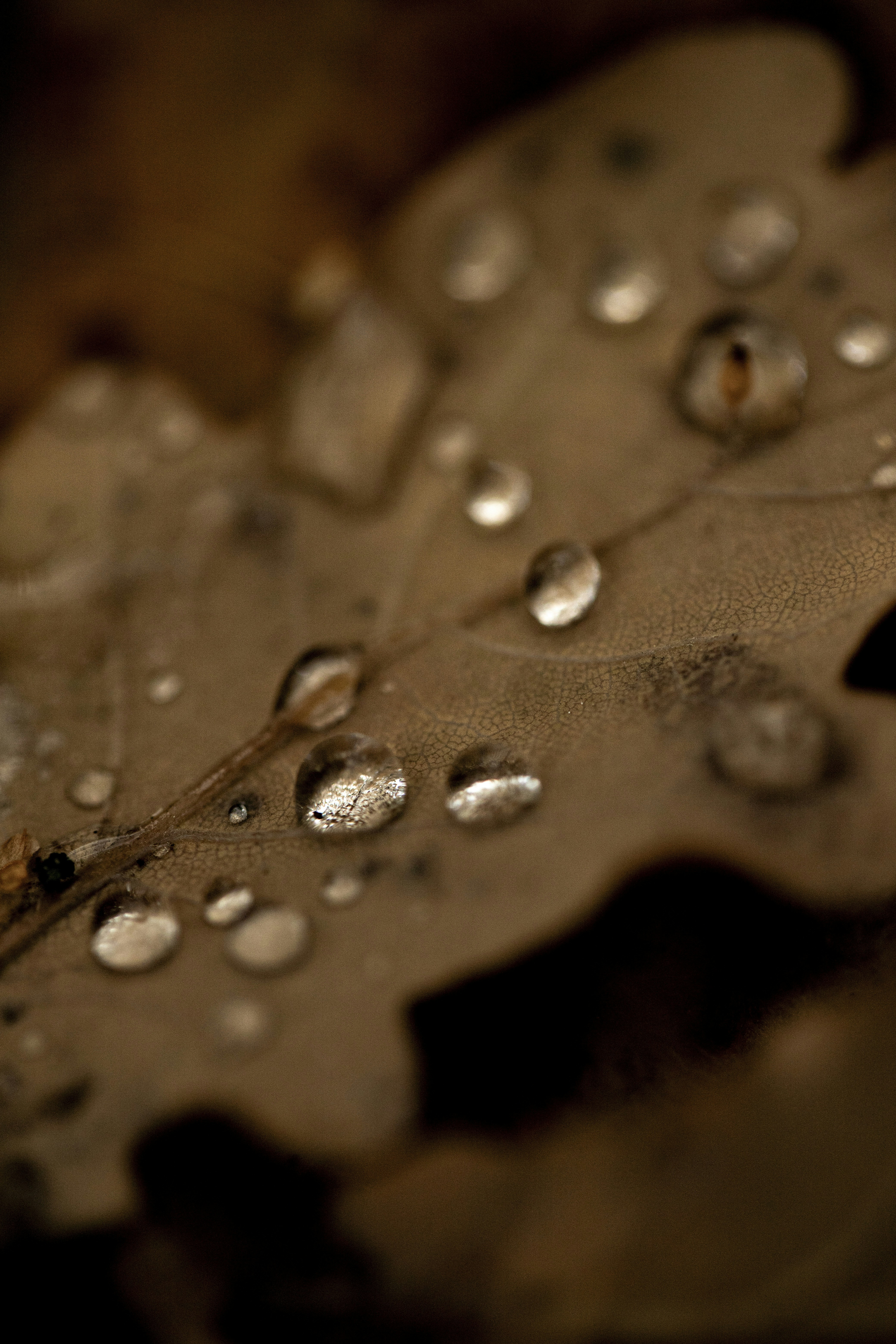 A close up of a leaf with drops of water on it photo – Free Moscow Image on Unsplash