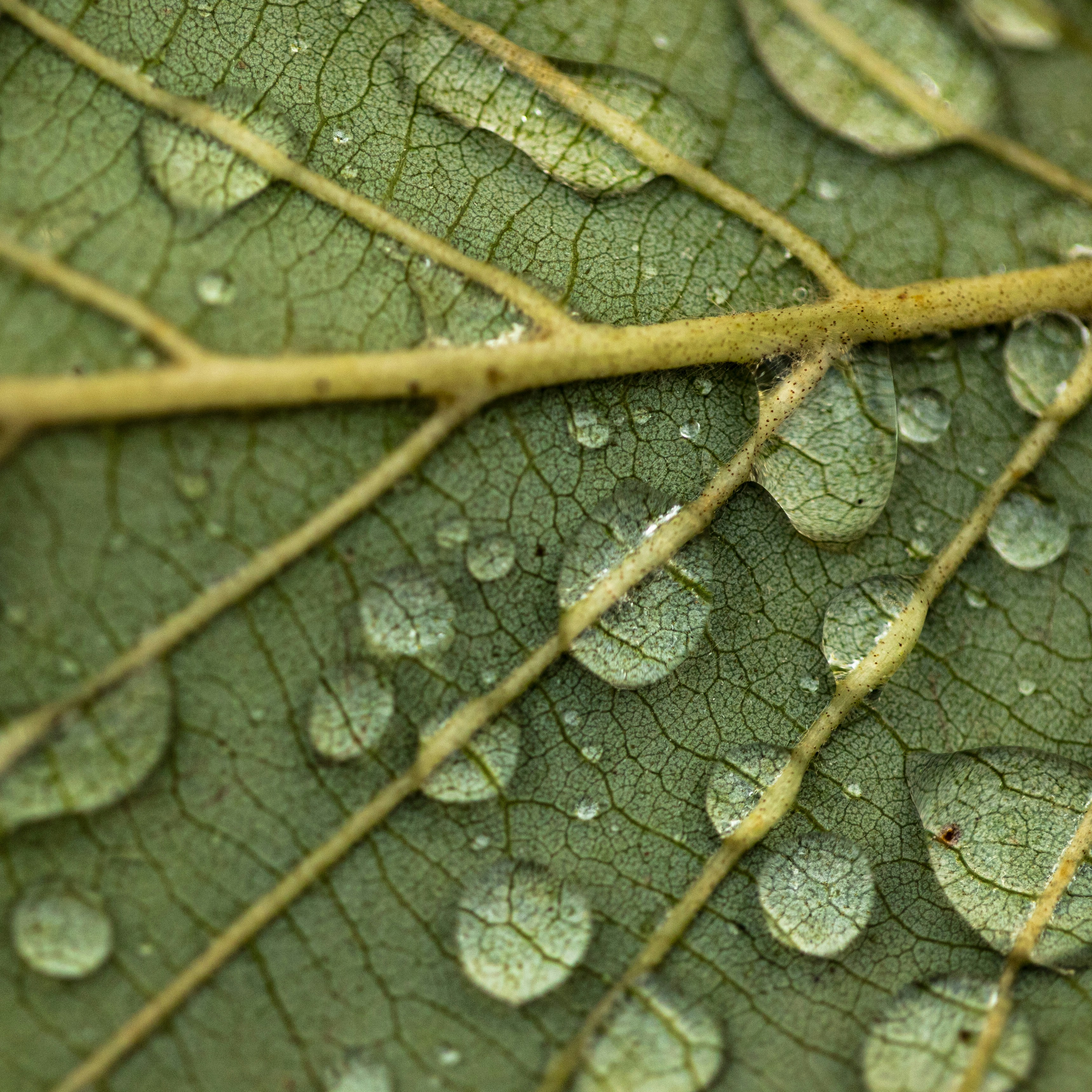 A green leaf with drops of water on it photo – Free Moscow Image on Unsplash
