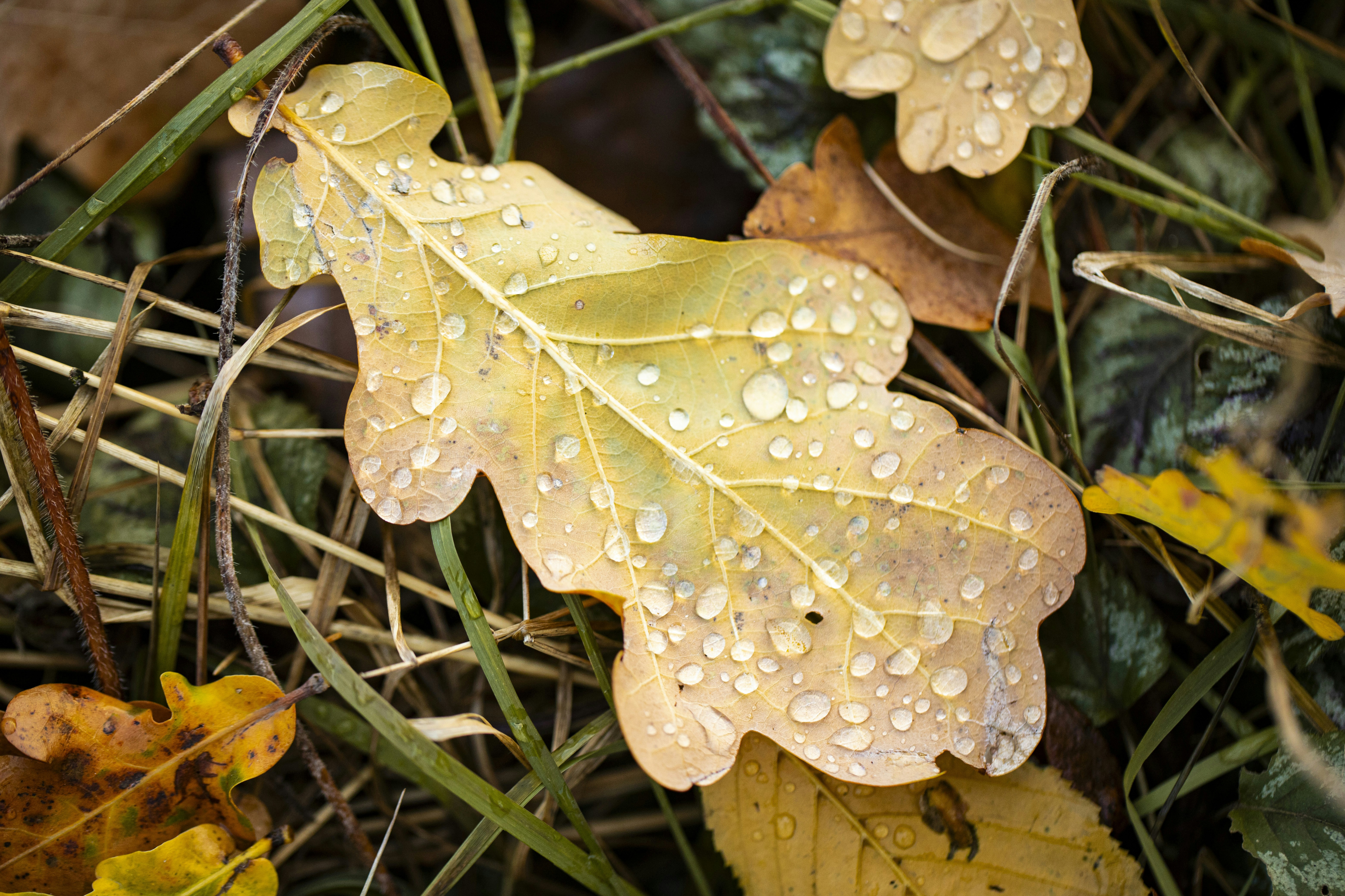 A close up of a leaf with drops of water on it photo – Free Moscow Image on Unsplash