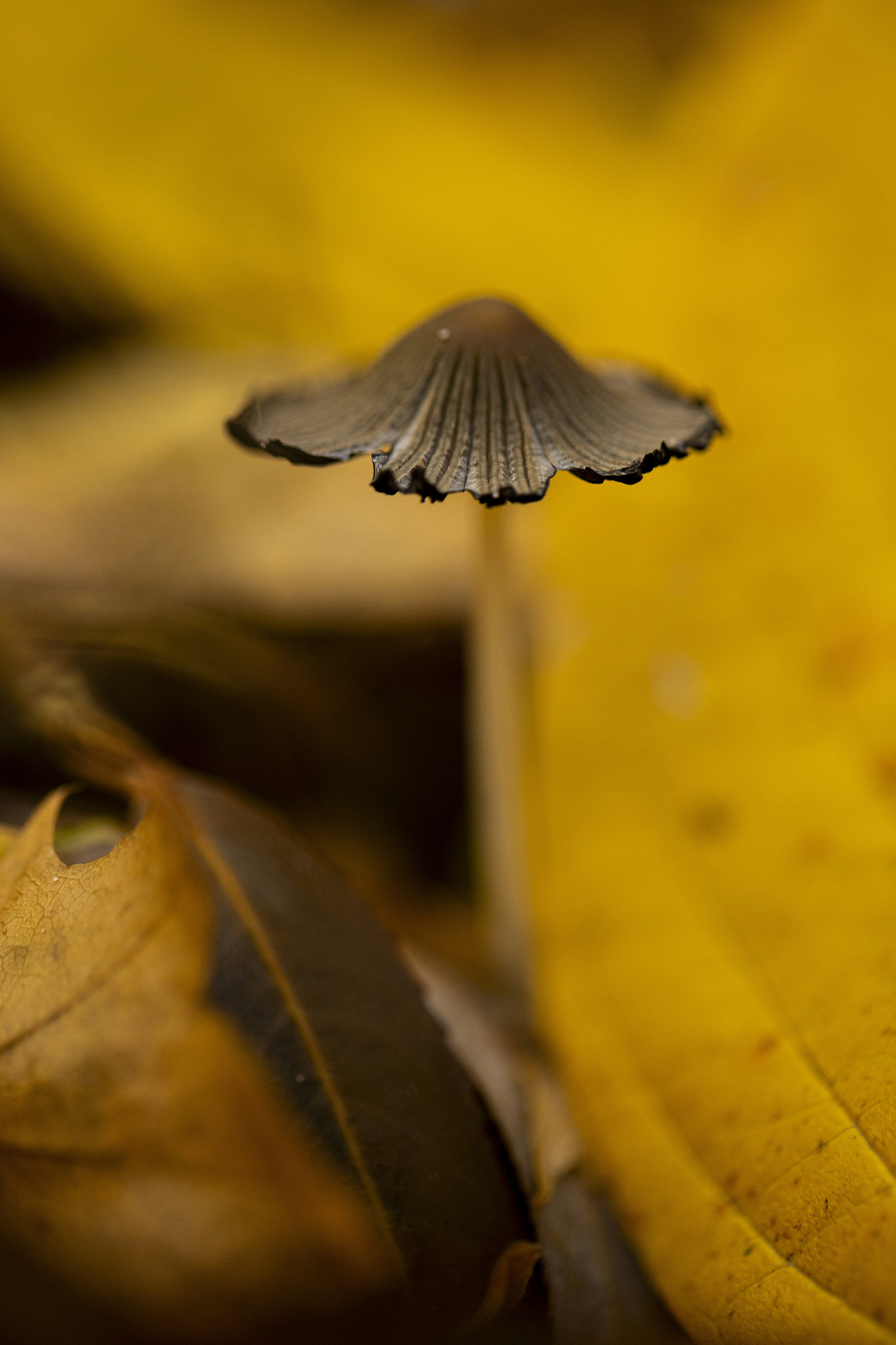 Tiny Mushroom Balances on a Golden Autumn Leaf