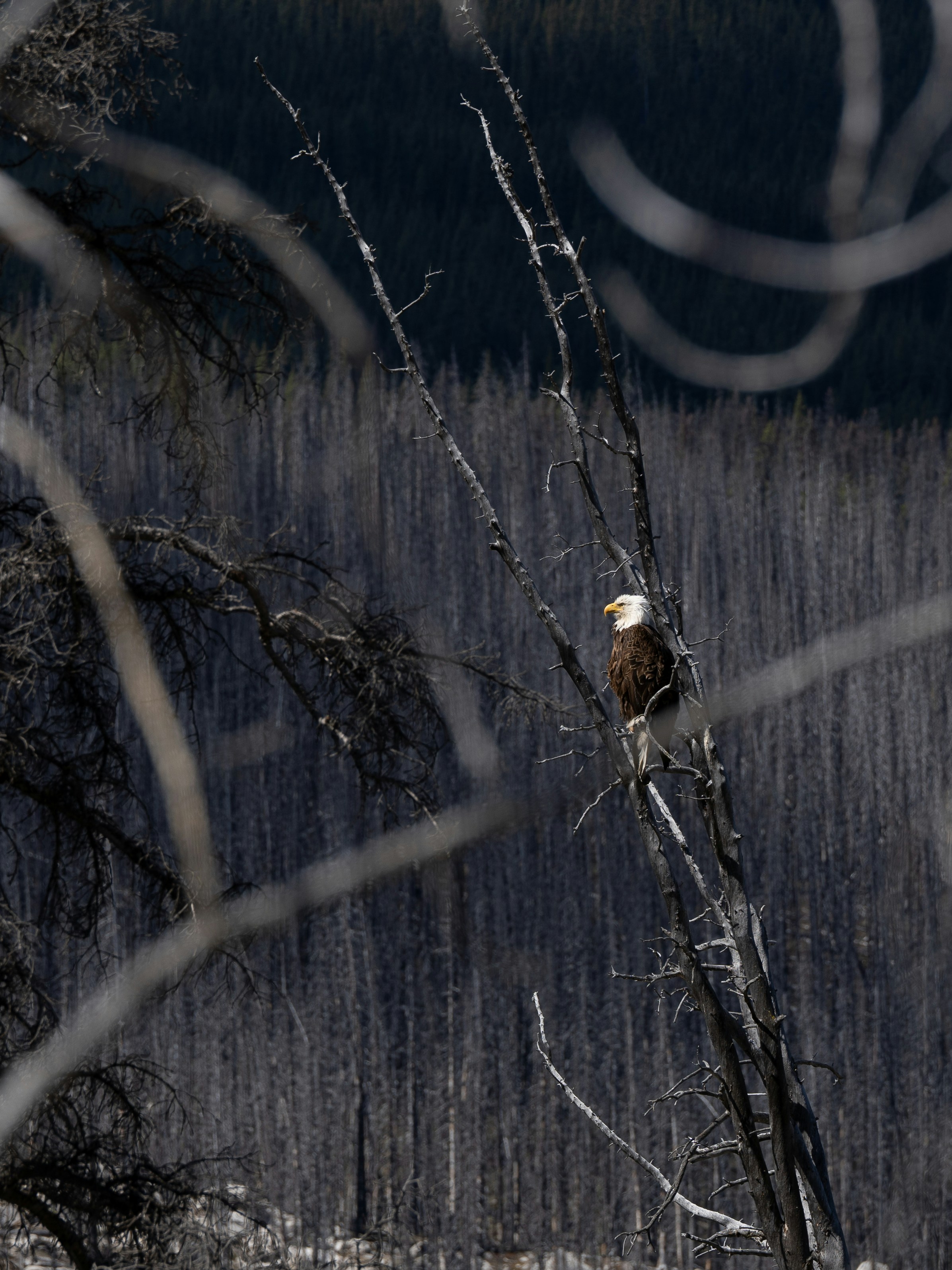 Perched Vigil: Bald Eagle Amid a Shadowed Forest