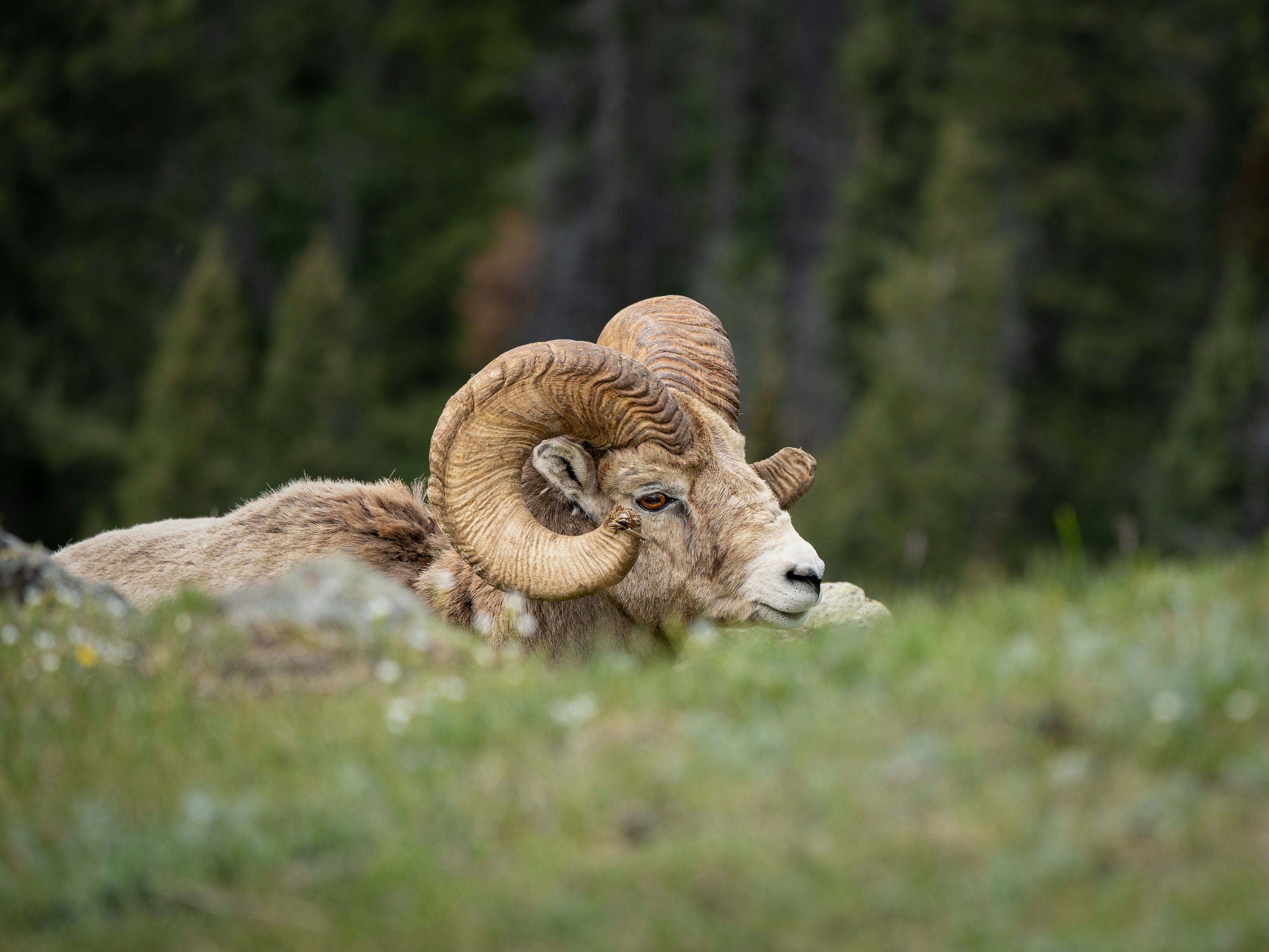 A ram is laying down in the grass photo – Free Animal Image on Unsplash