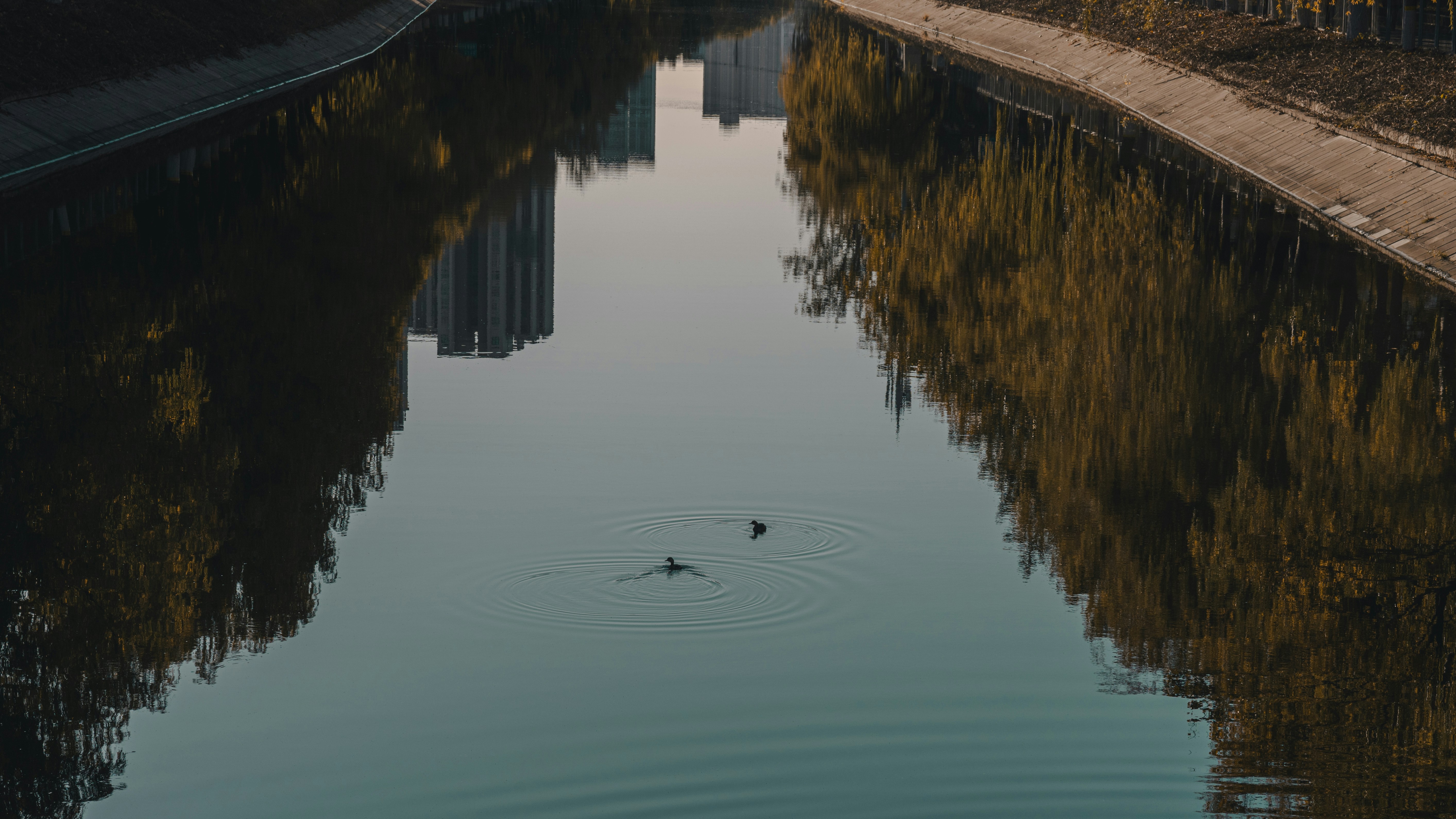 Twin Ripples on a City Canal: A Quiet Mirror Between Banks