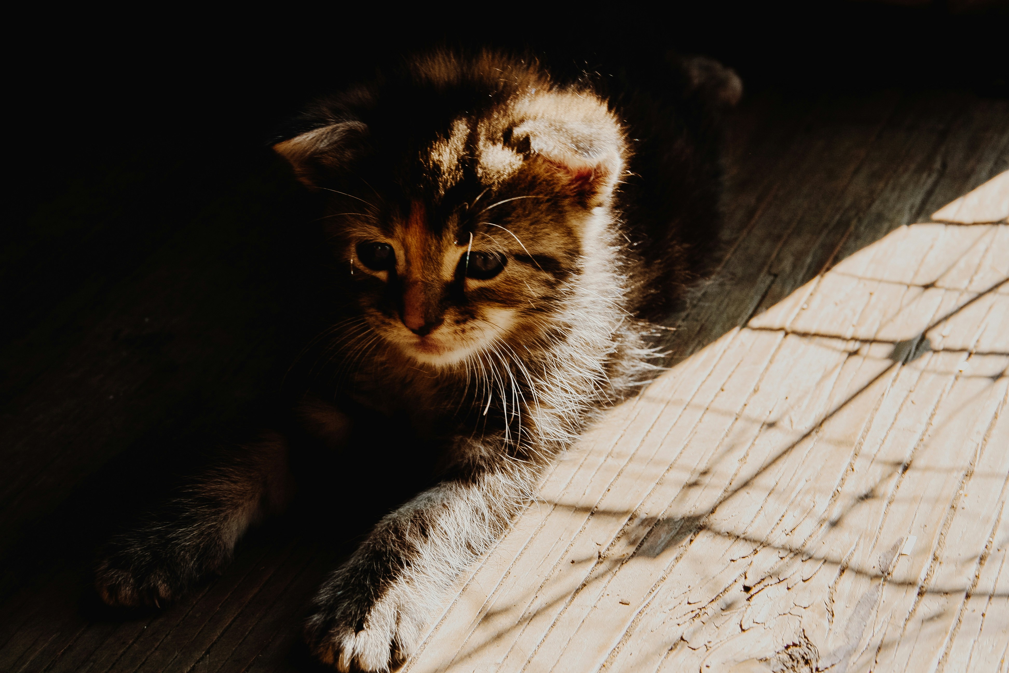 Sunlit Shadows: The Kitten's Hideaway.