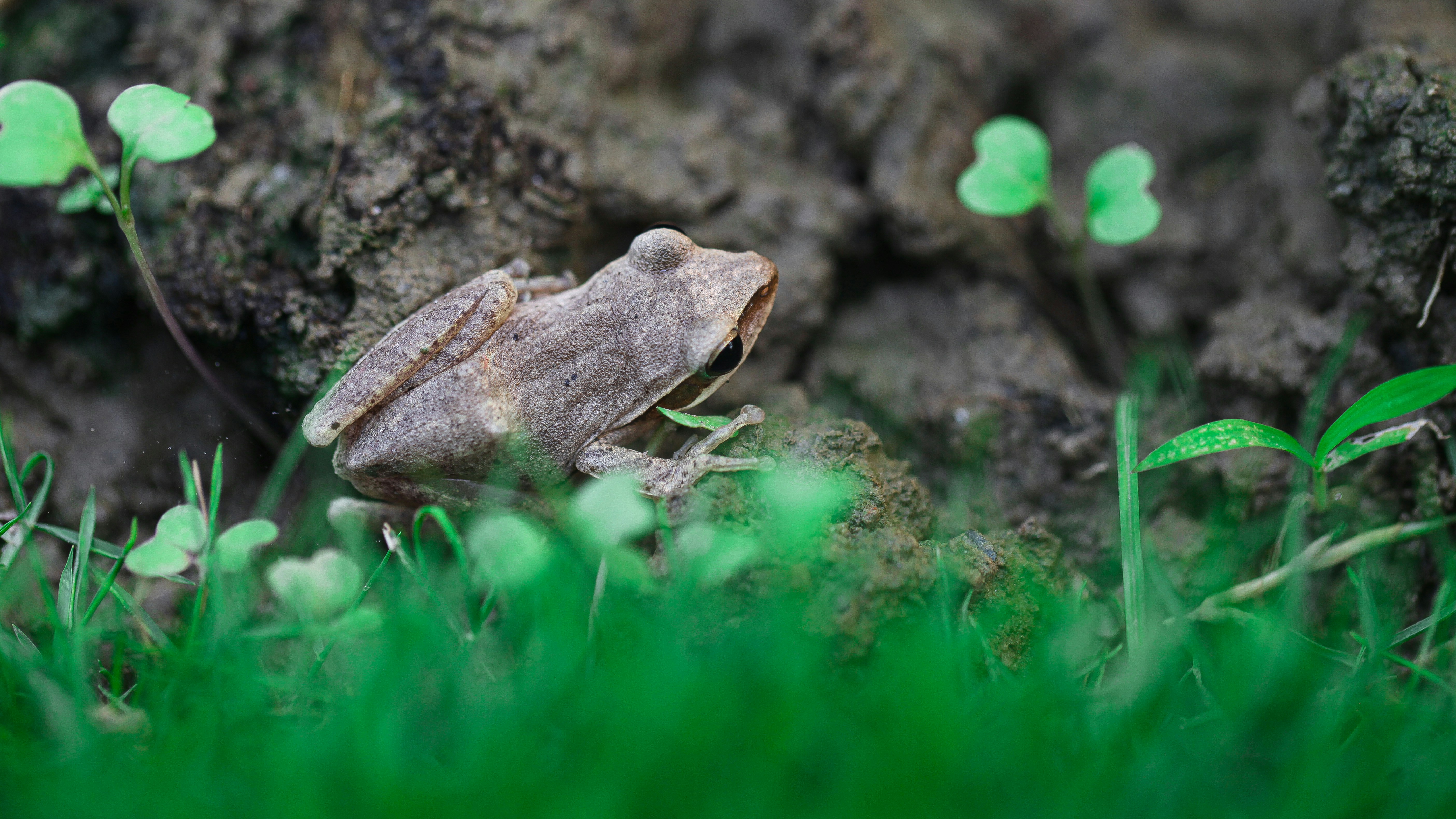 Brown frog on damp forest floor peering through a carpet of clover