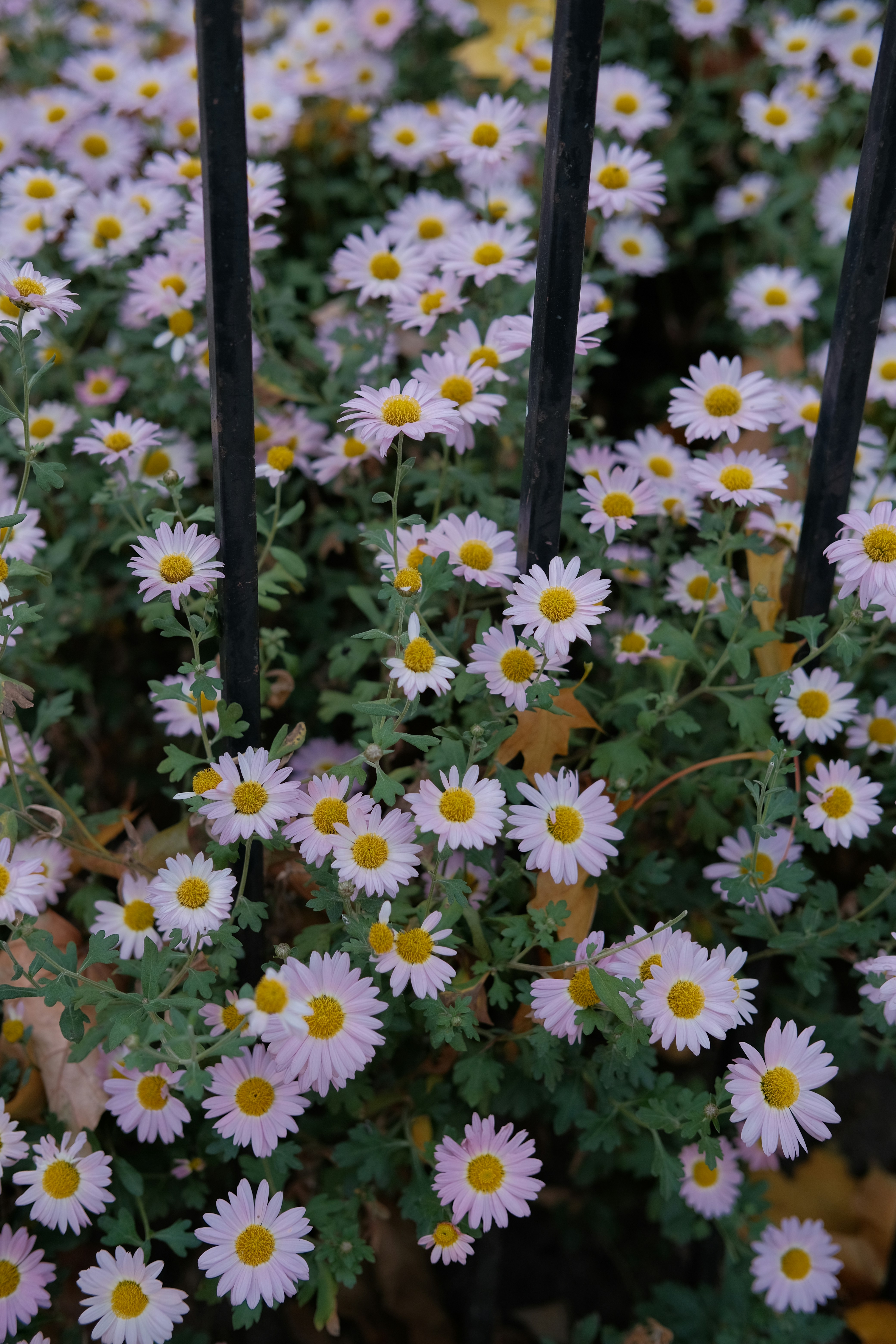 Lavender-daisy bloomscape framed by iron bars