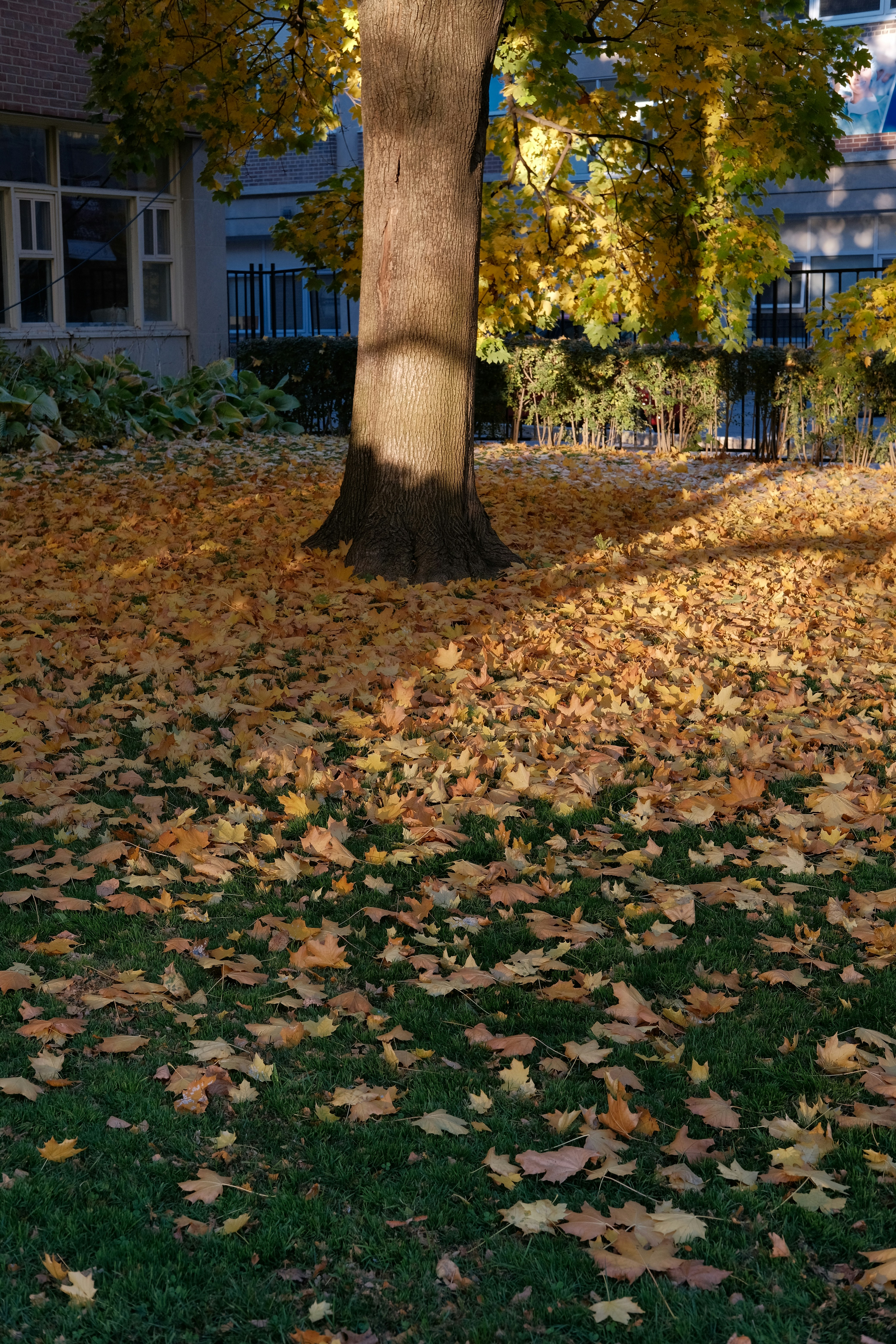 Sunlit Trunk Rising Over a Carpet of Autumn Leaves in a Courtyard