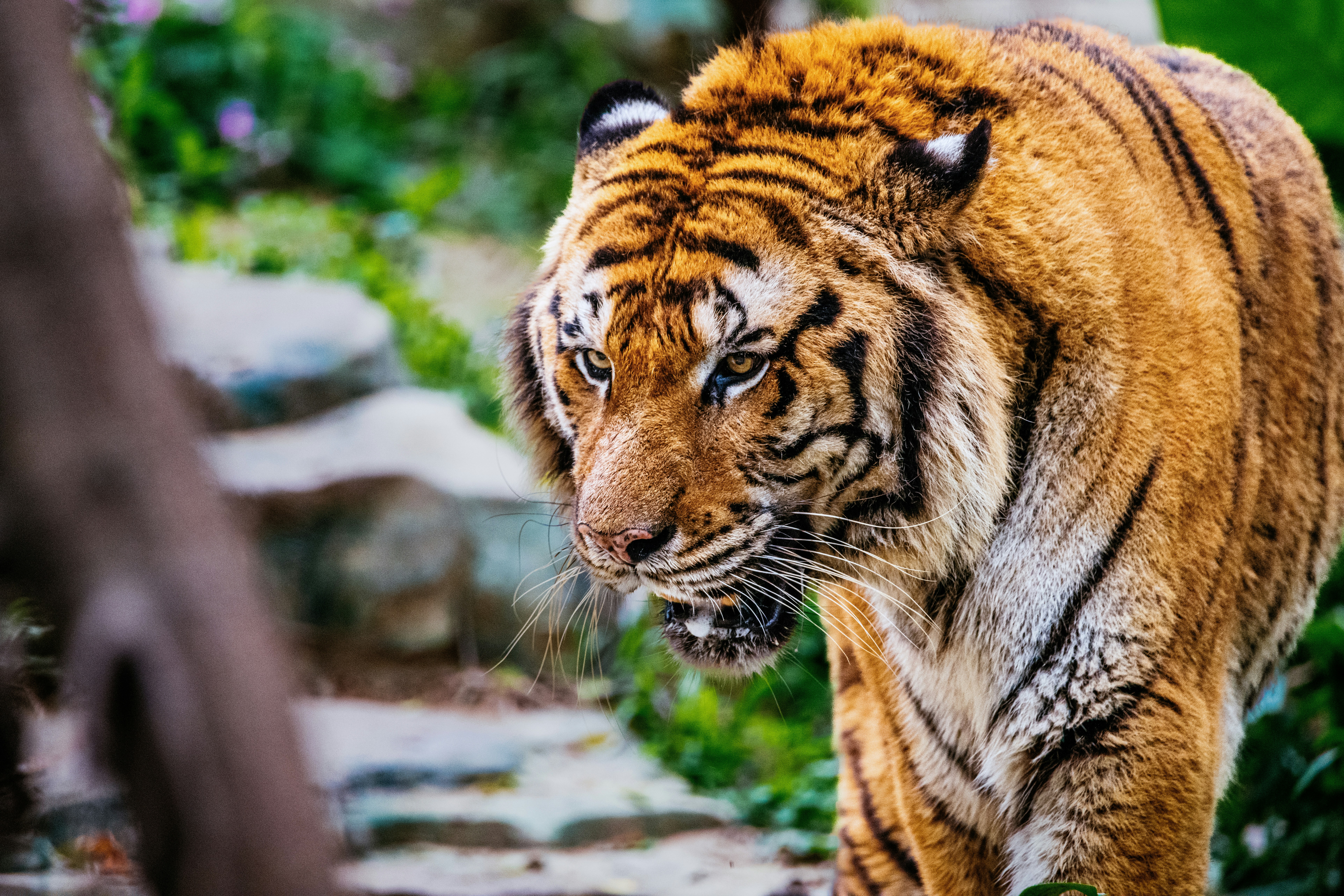 A tiger walking down a path in a zoo photo – Free Animal Image on Unsplash
