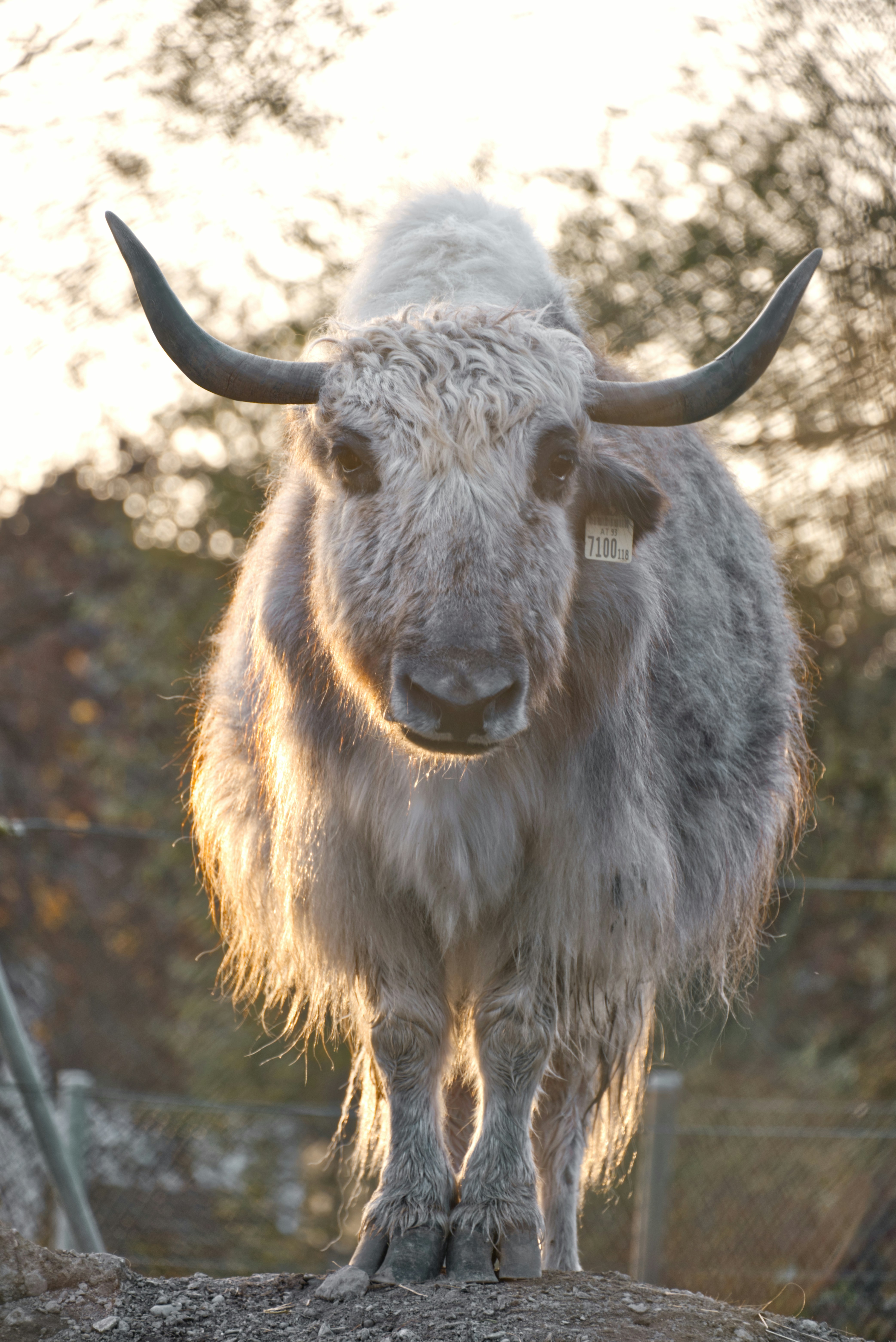 Majestic Presence of the Highlander