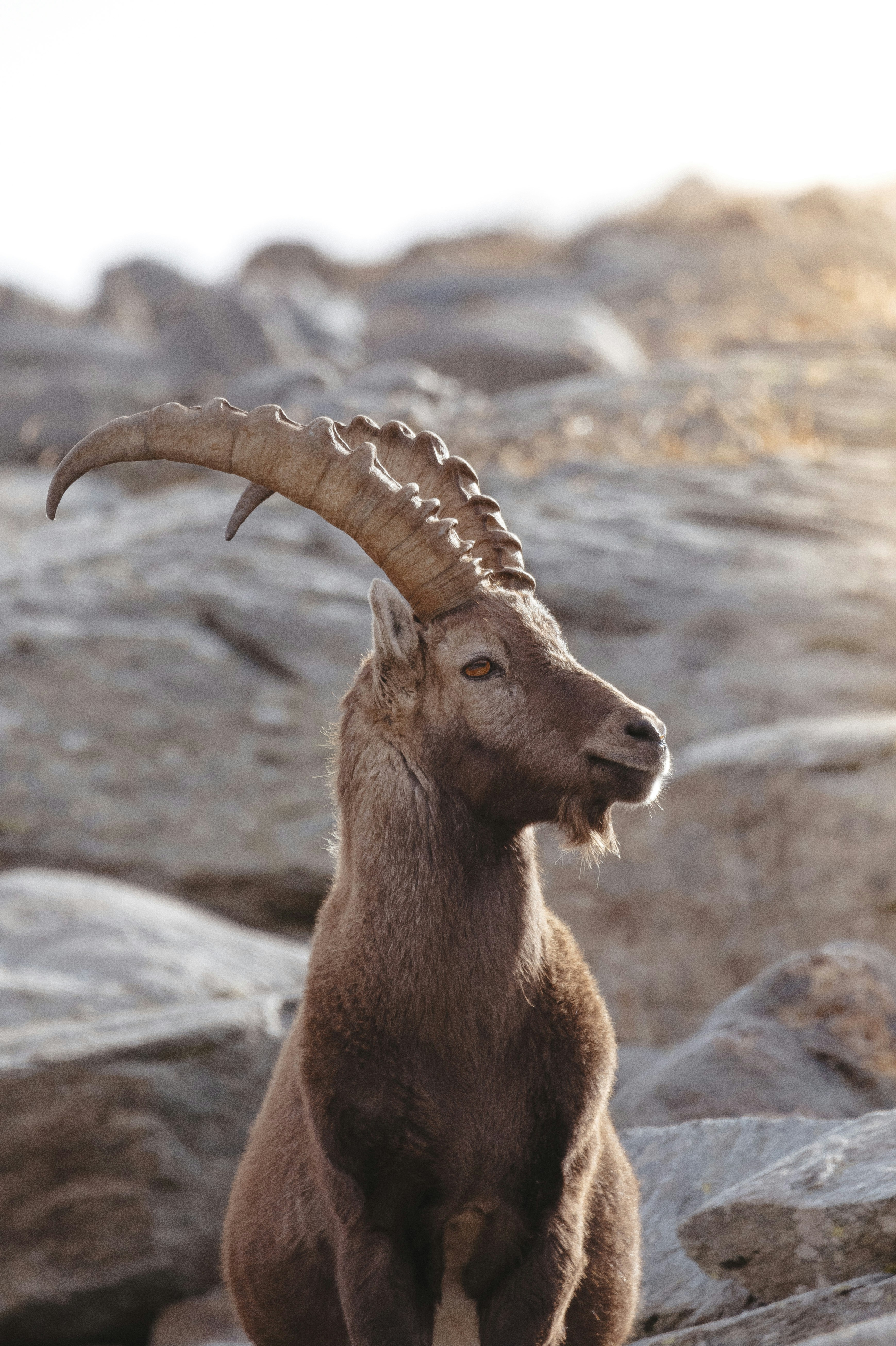 Una cabra con largos cuernos sentada sobre una roca foto – Imagen de ...
