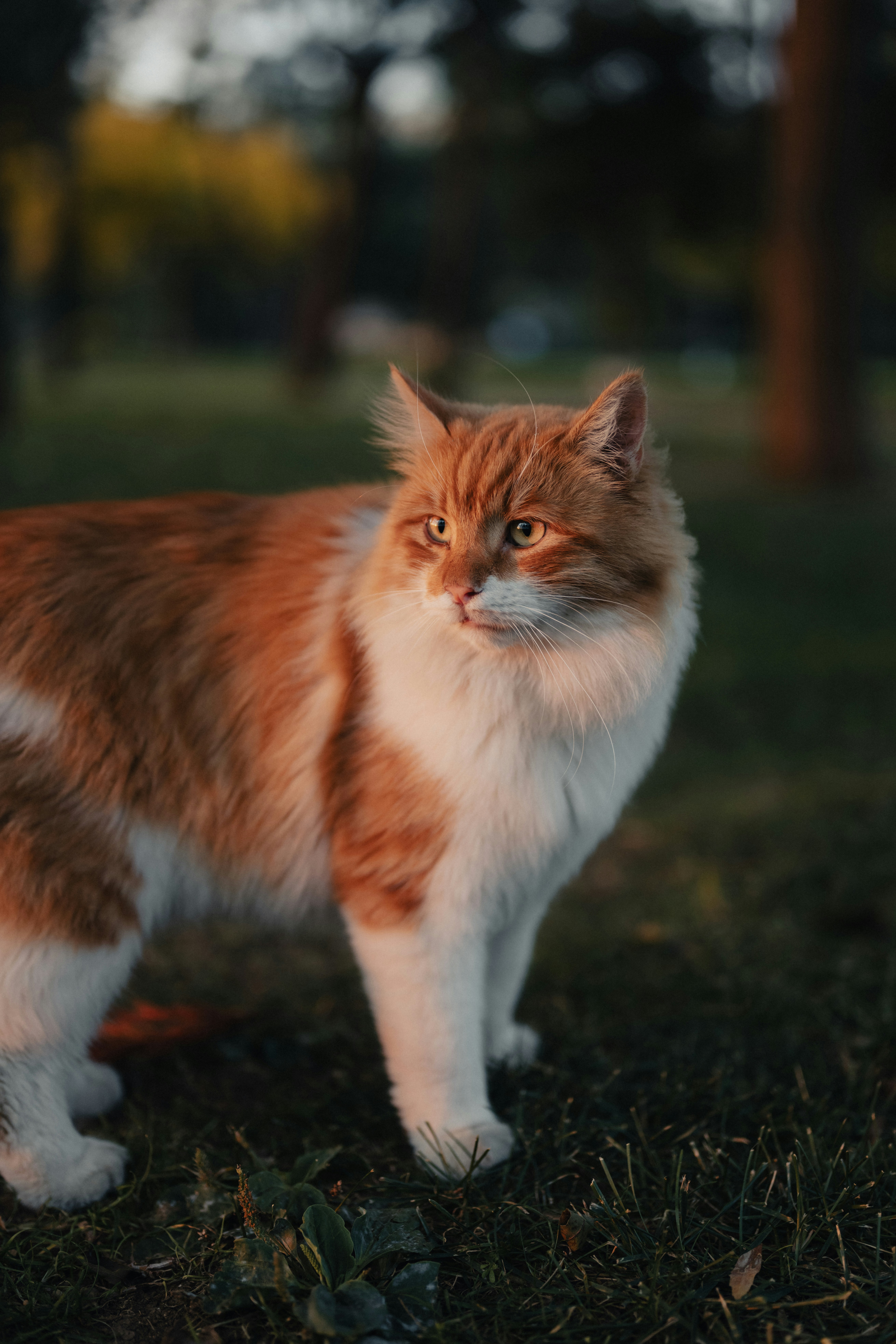 A cat standing on top of a lush green field photo – Free Animal Image ...
