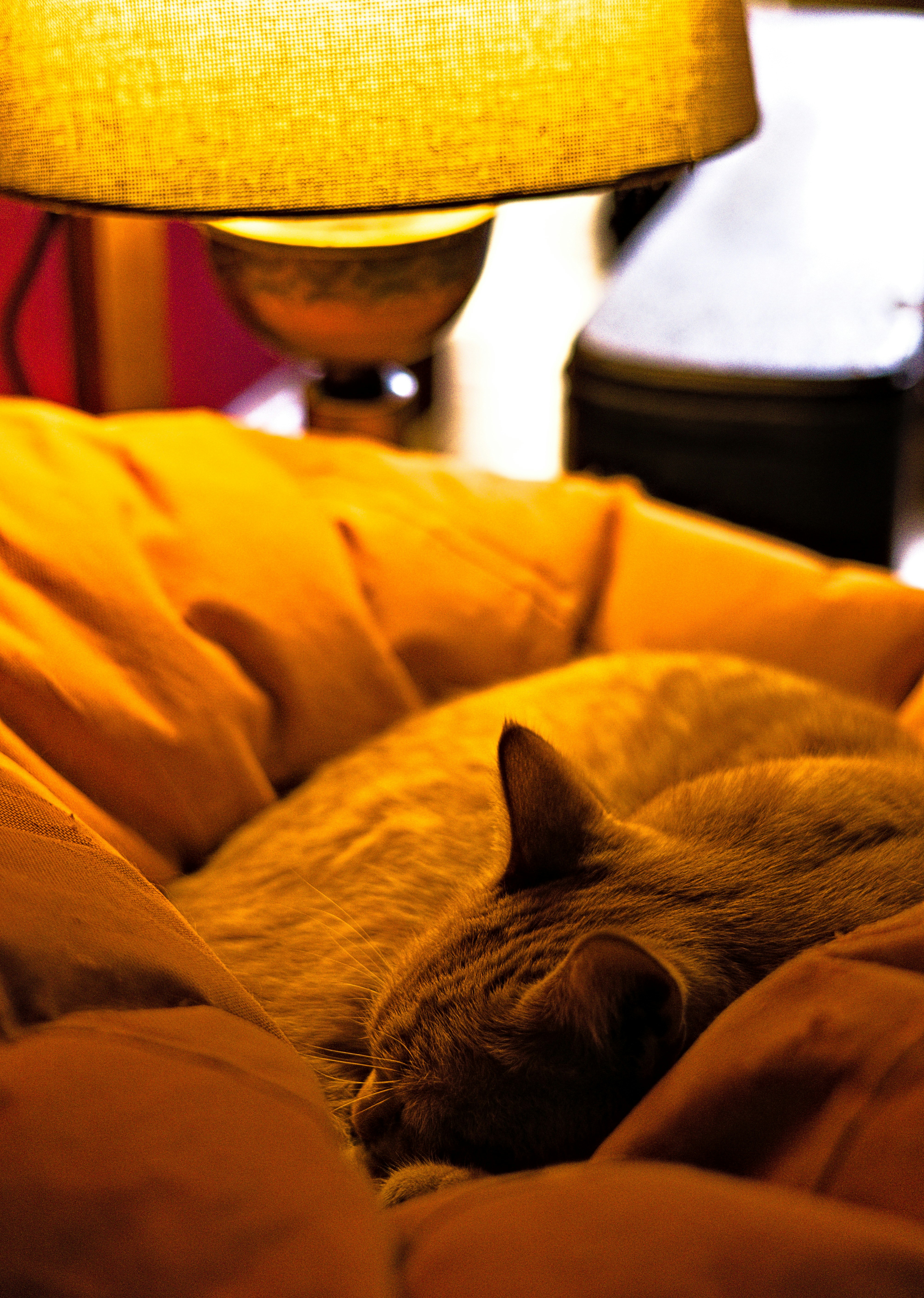 Golden Slumber: A Cozy Cat Amid Warm Lamplight