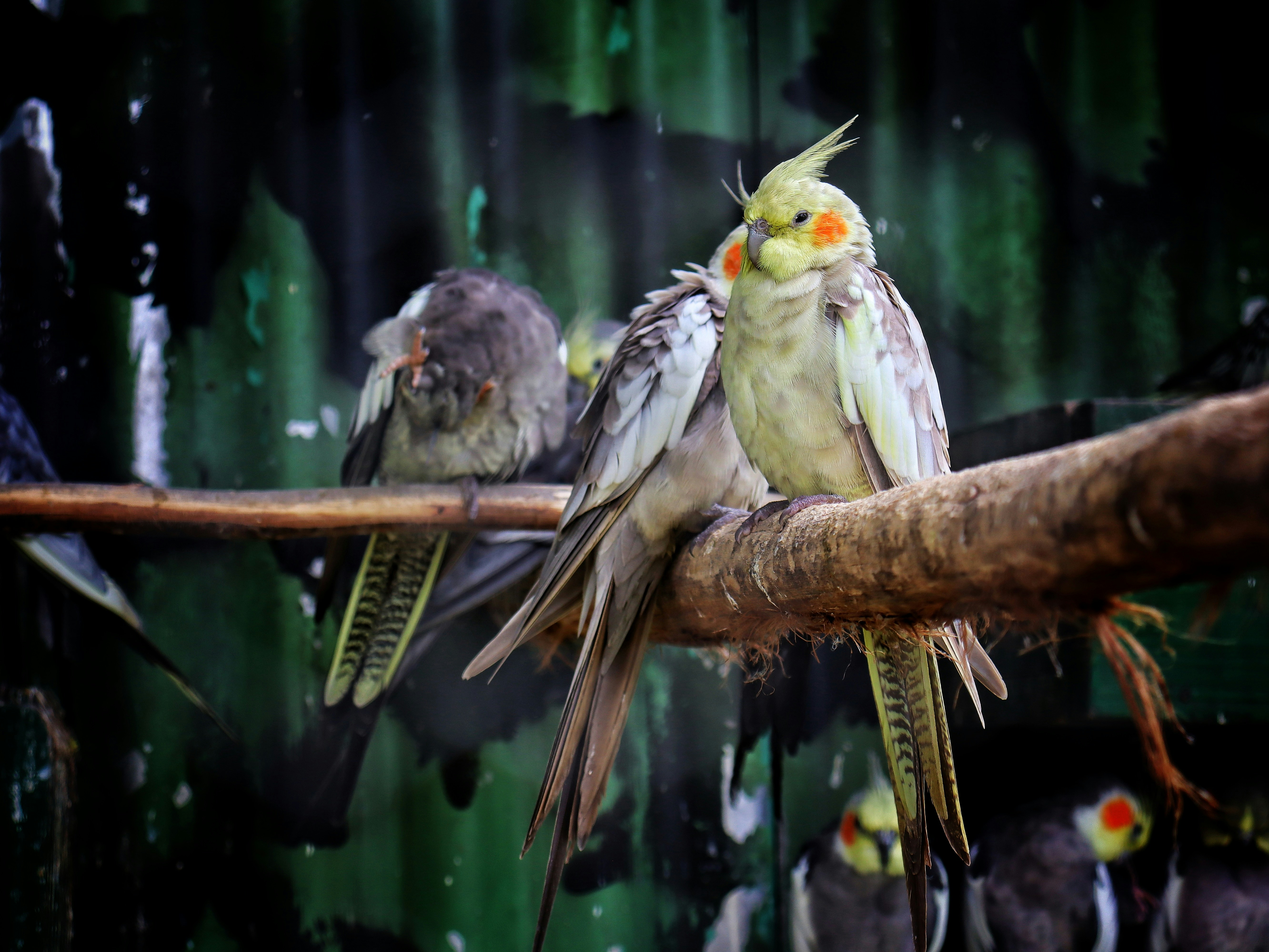 Cockatiels perched closely on a tree branch against a dark, textured background.