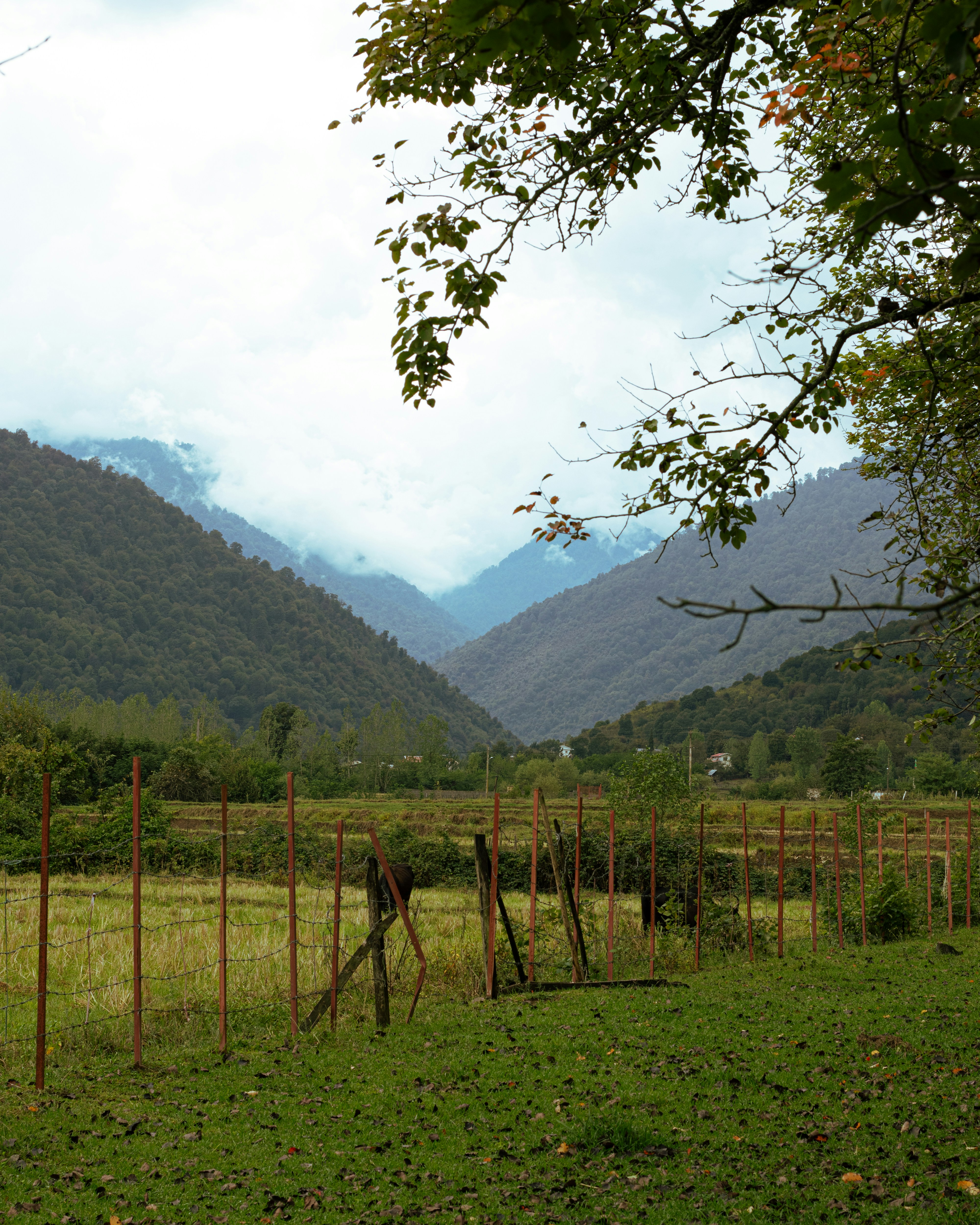 Whispers of the Mountain Grove