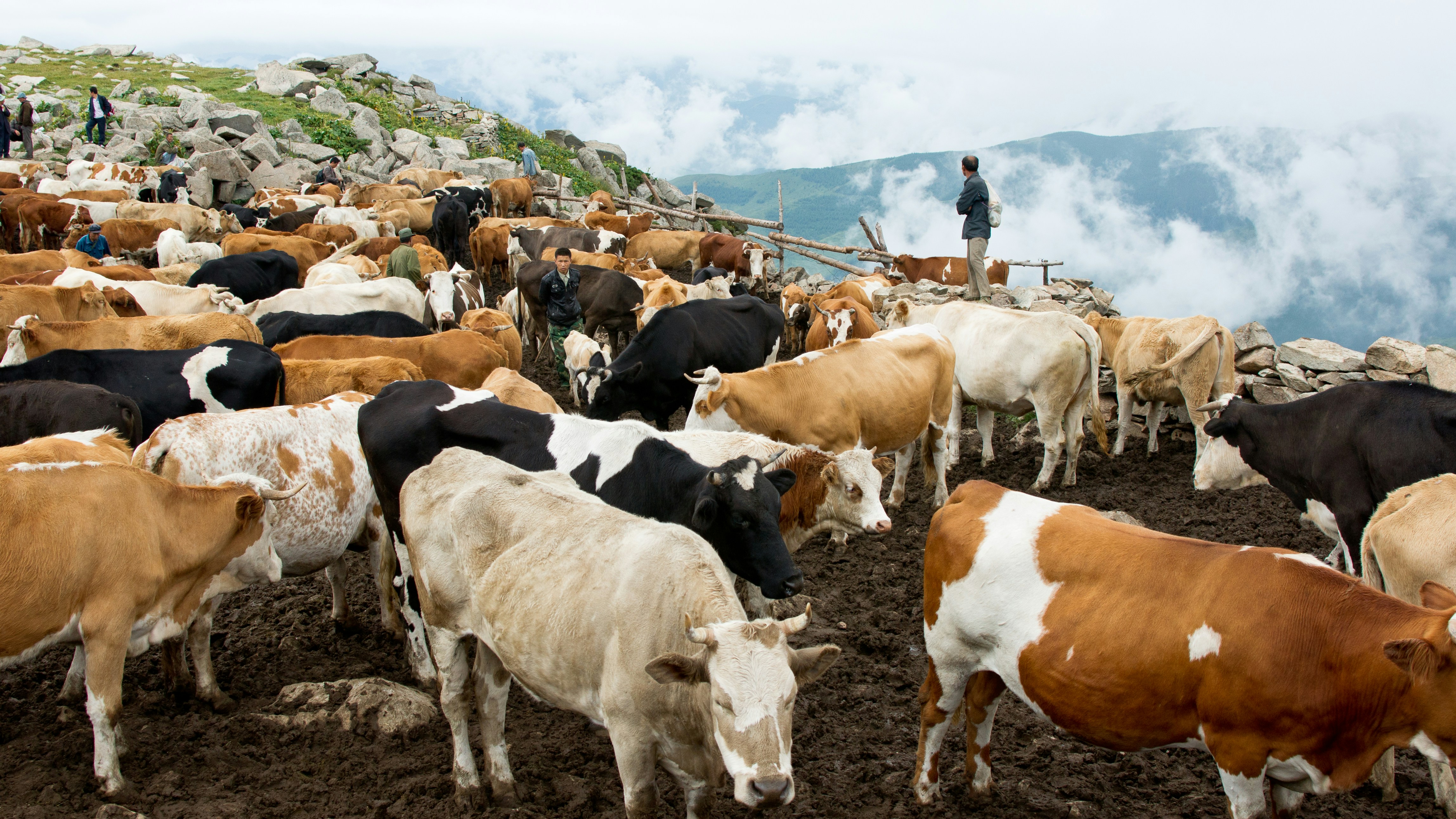 Cattle gathered on a mountainous terrain with clouds drifting in the background.