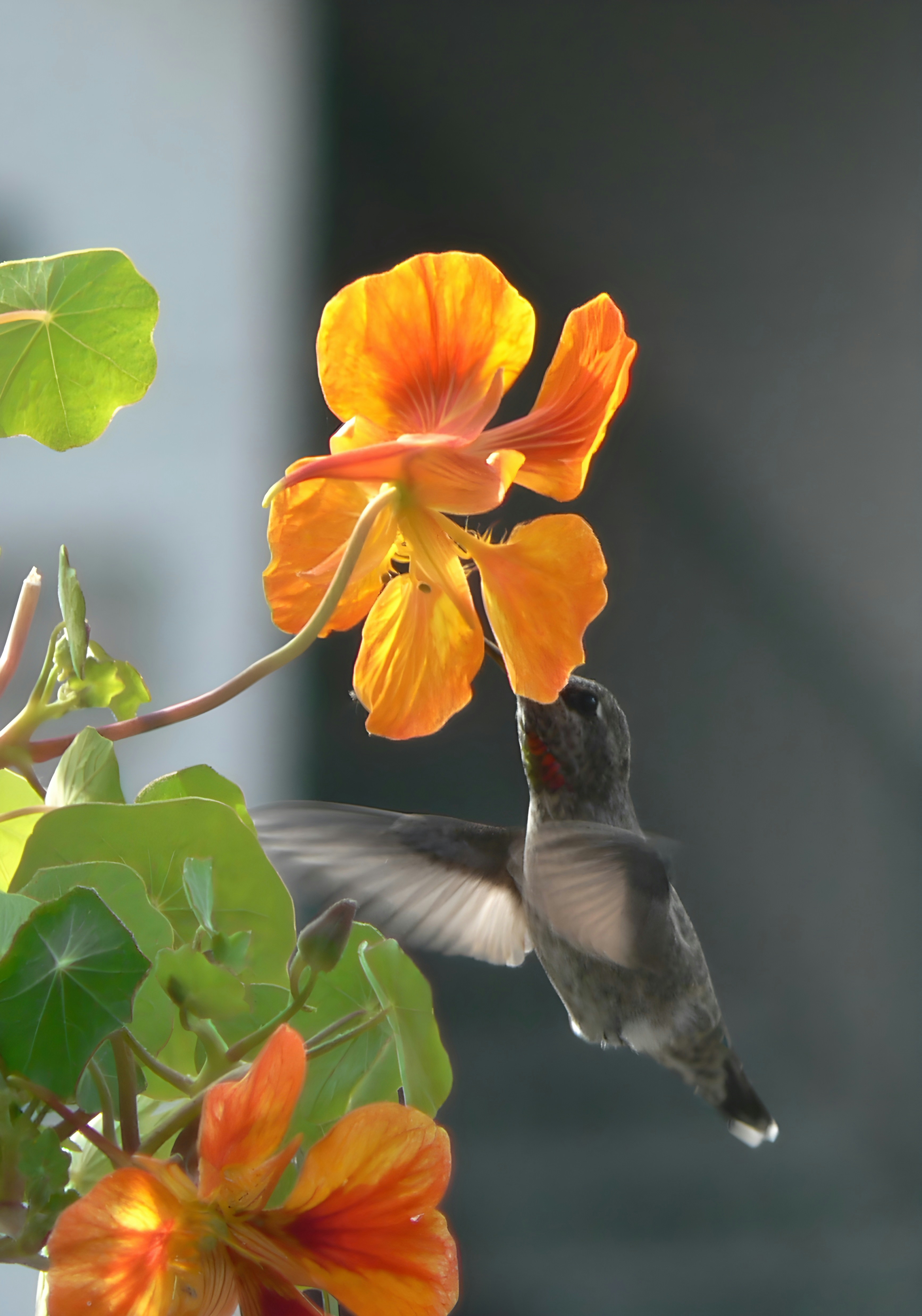 A hummingbird gets its fill early in the morning from a Nastartium plant. Silicon Valley, California.