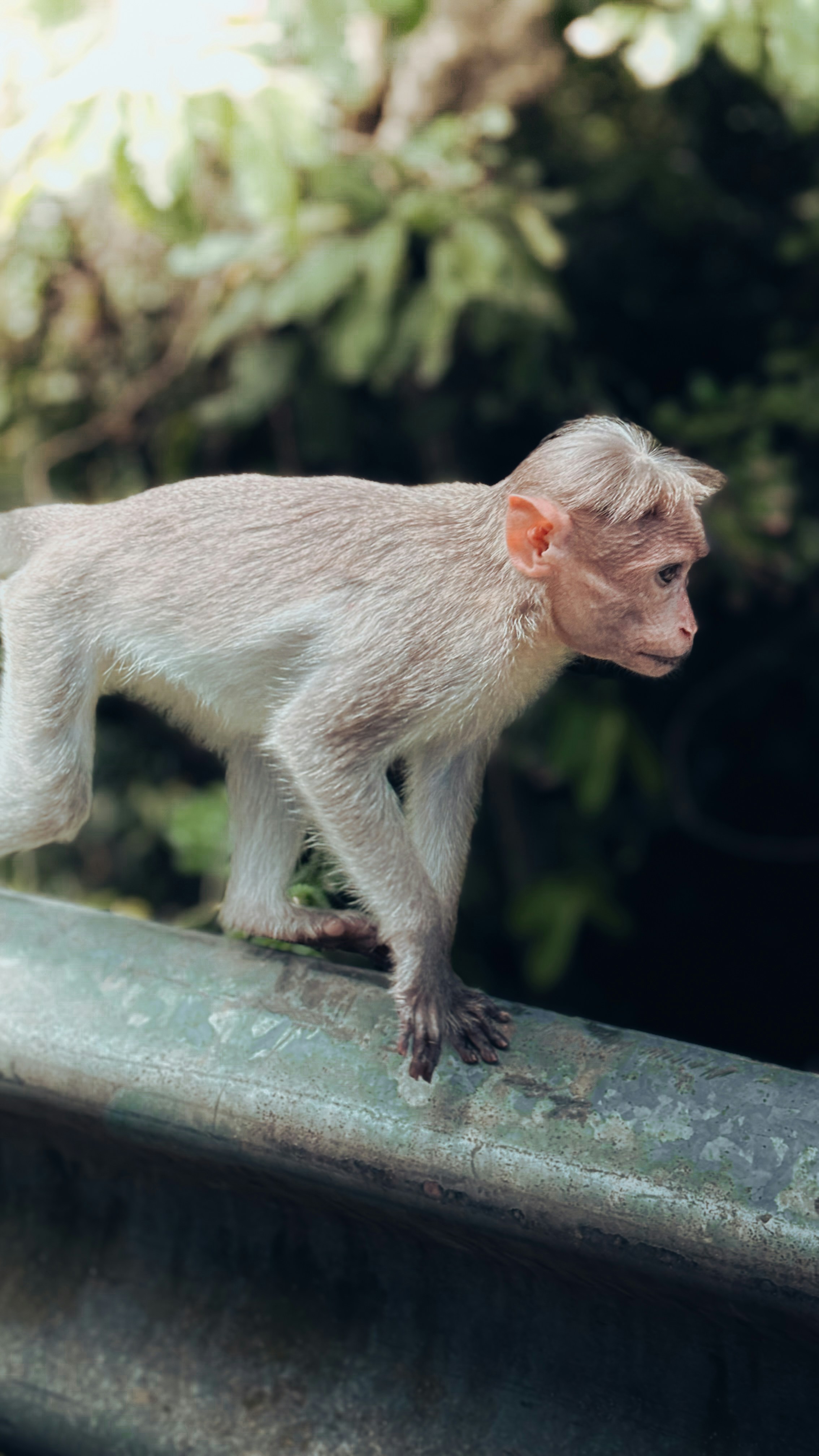 A small monkey standing on top of a metal rail photo – Free Animal ...