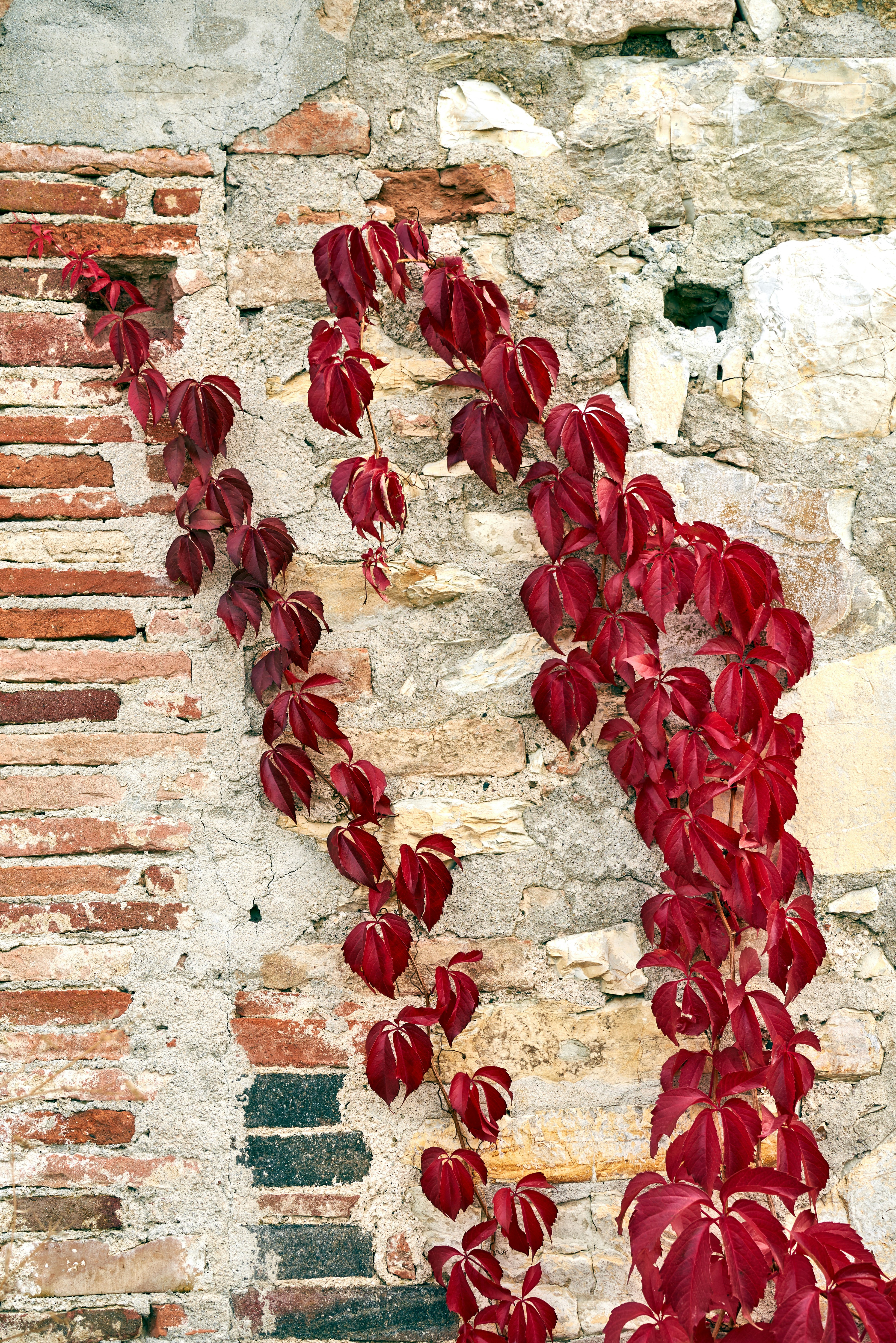 Crimson Veil on a Timeworn Façade