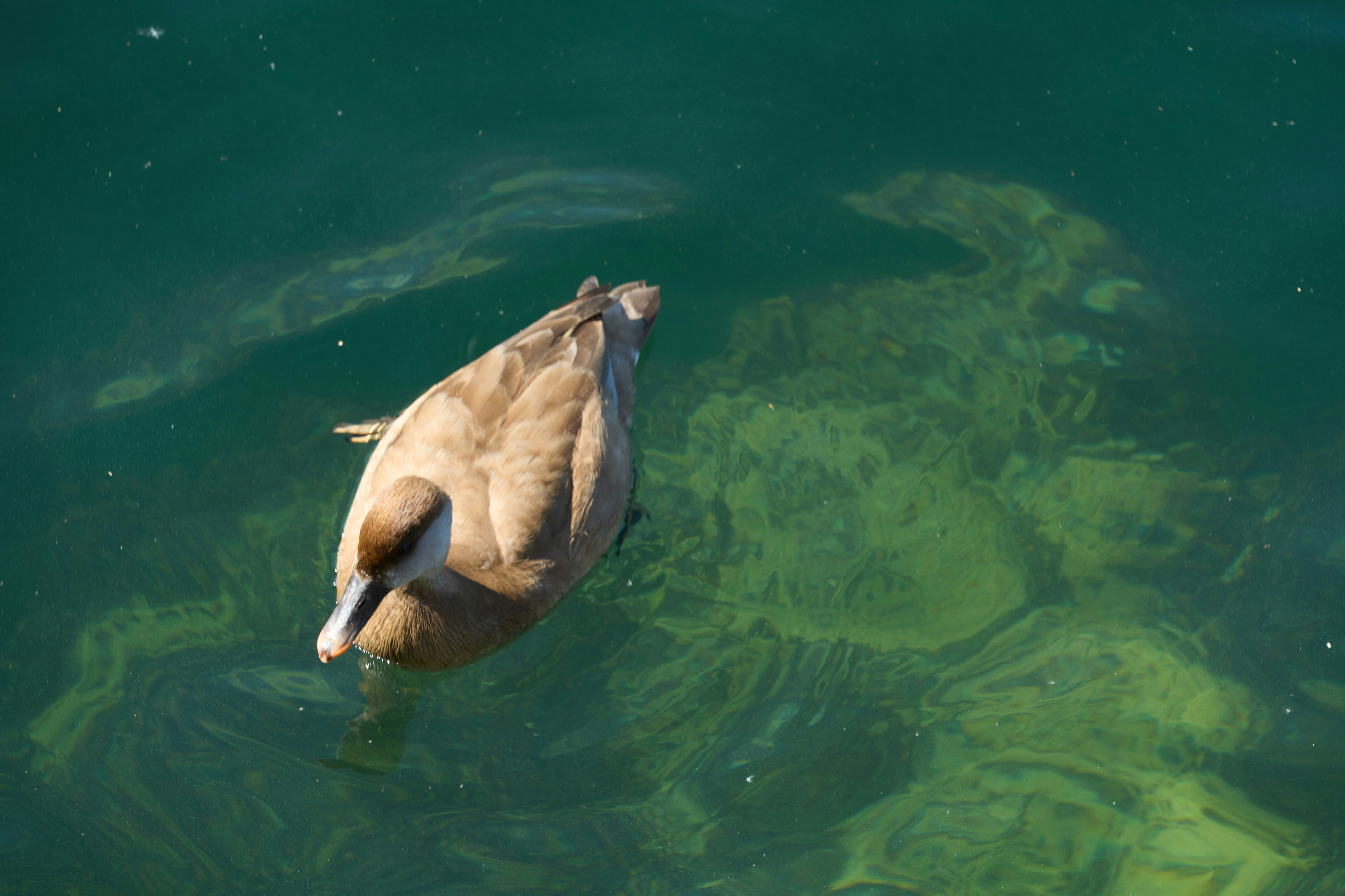 Mallard on Emerald Ripples: A Quiet Glide Across Sunlit Water