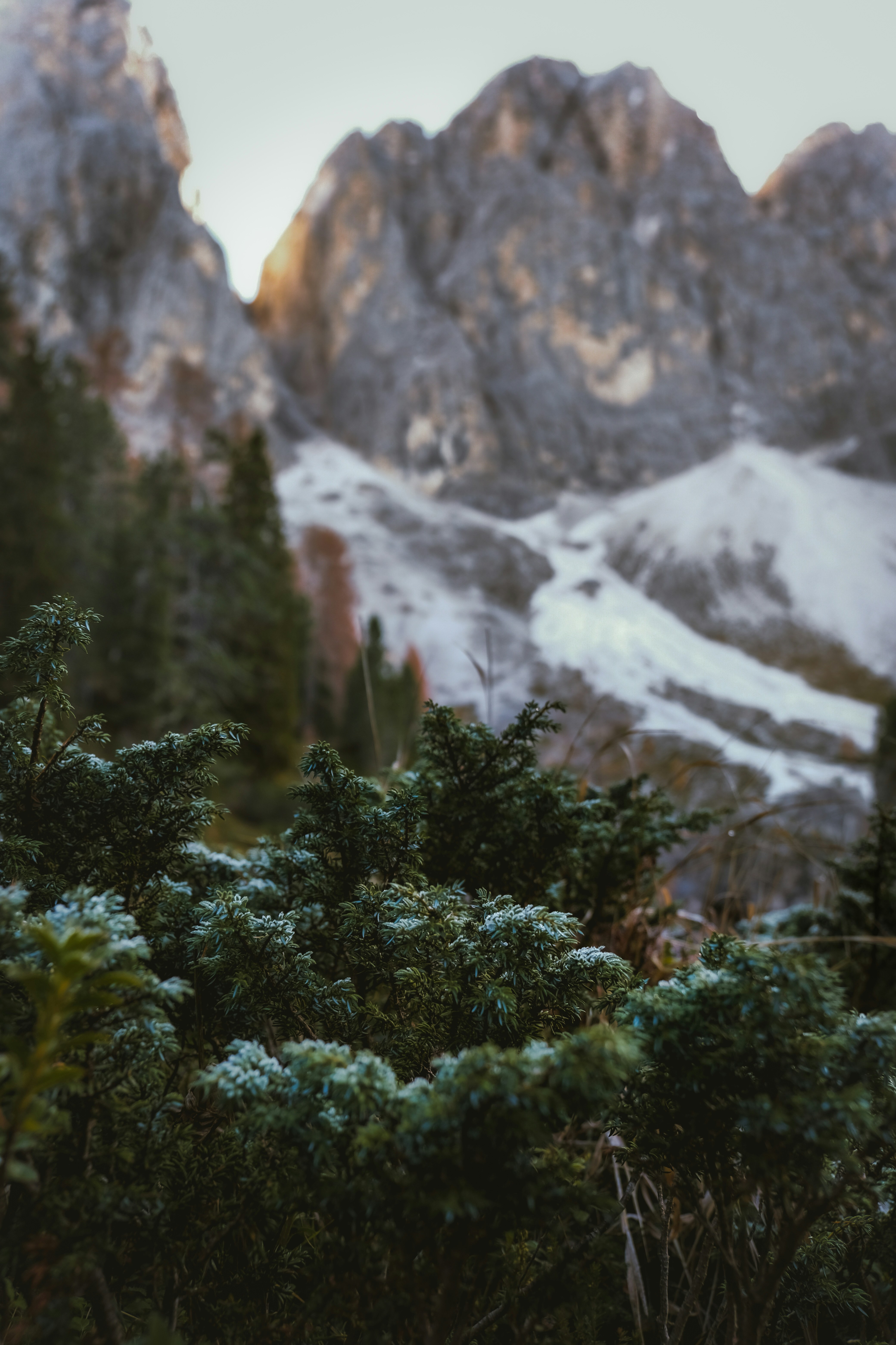 Emerald Understory Framing Snow-Glinted Peaks