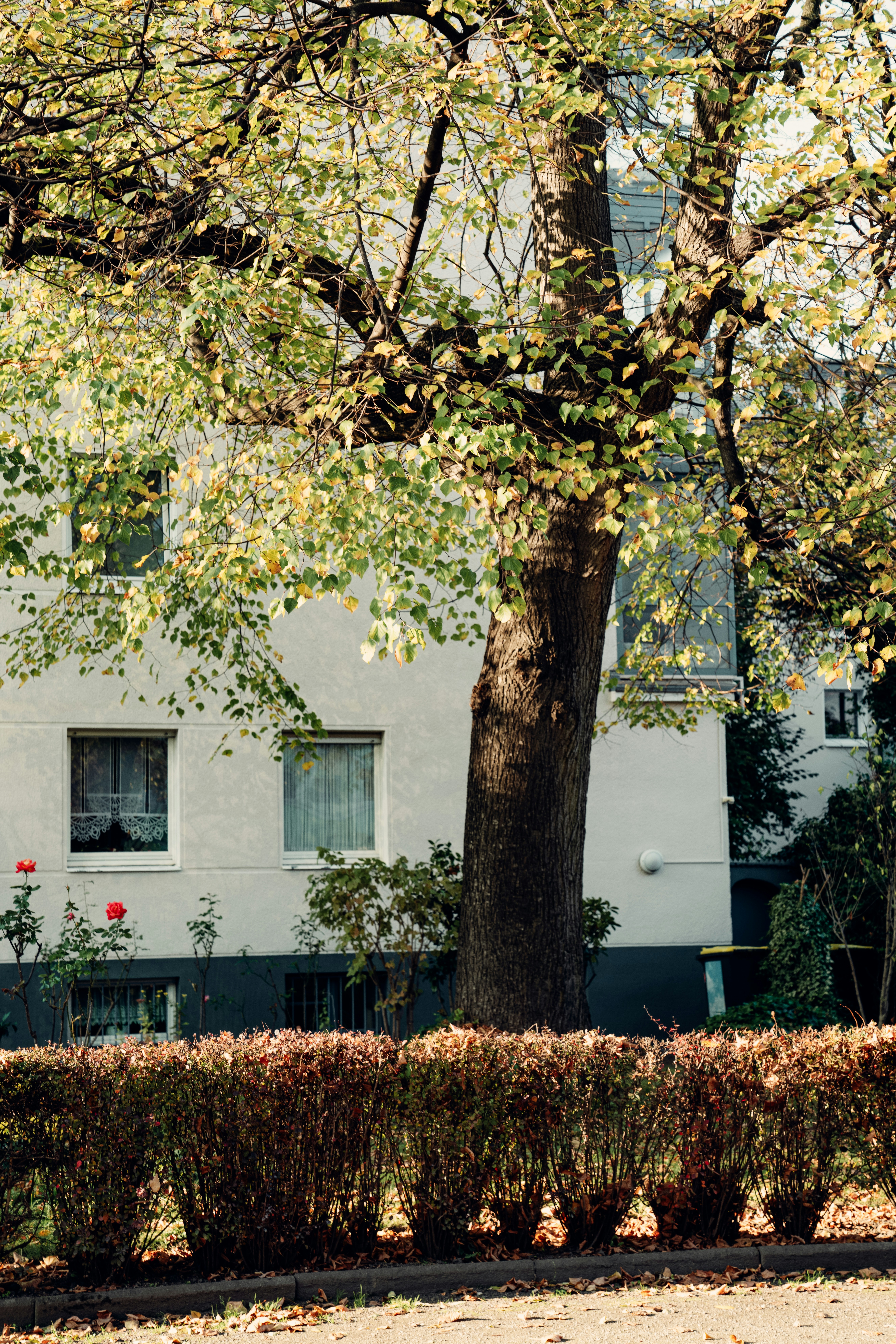 Autumn Bliss: Nature's Palette in Urban Life Dive into the vibrant hues of autumn with this captivating collection of images that showcases the beauty of the season in an urban environment. From the golden leaves scattered across the pavement to the bicycle adorned with fallen foliage, each photo embodies the essence of autumn's charm. The interplay of natural elements against the backdrop of city life creates a harmonious blend of tranquility and activity. Whether it's the warm tones of leaves contrasting with the cool urban setting or the serene moments captured in everyday scenes, this seri