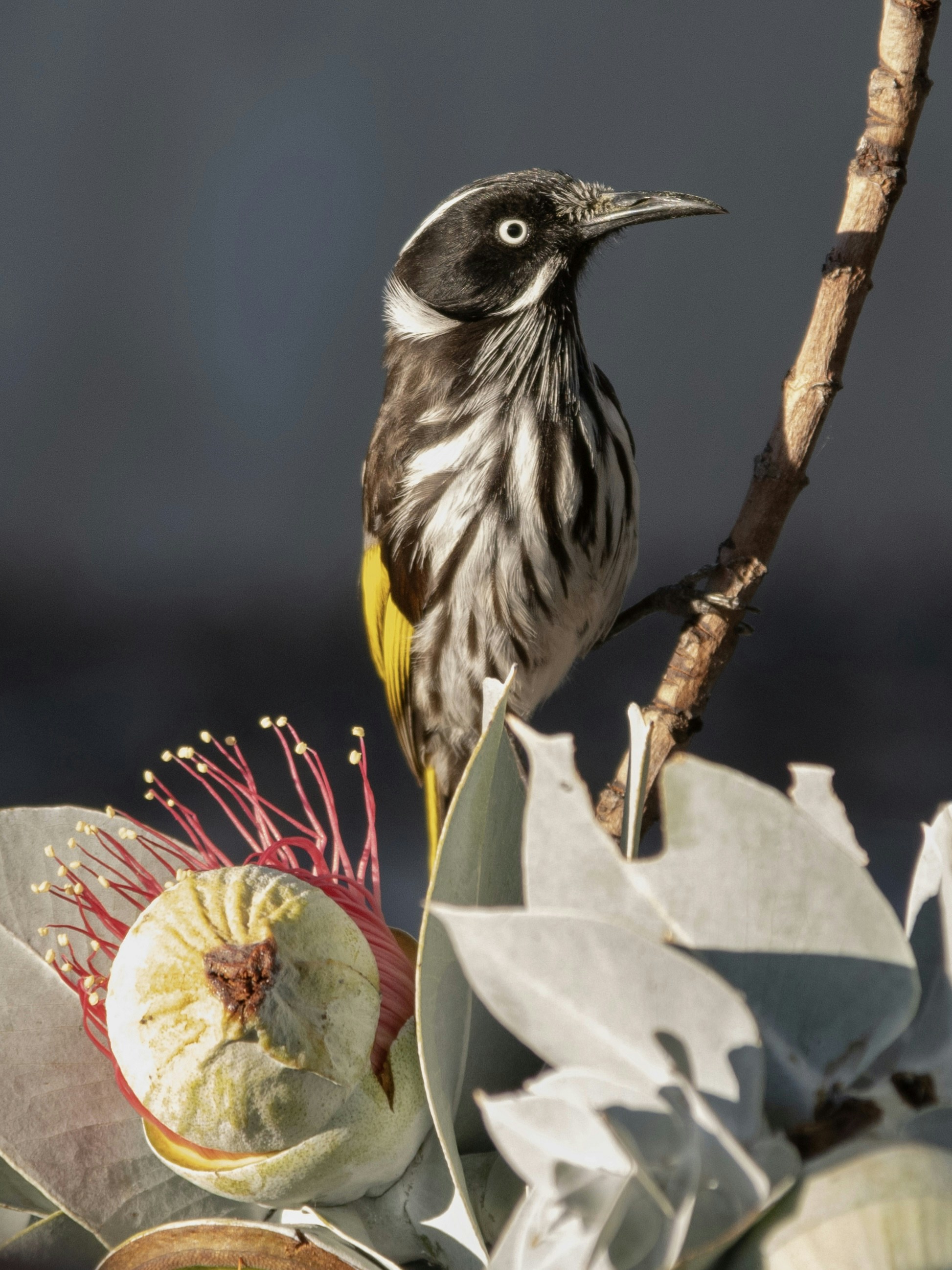 Feathered Contrast: Black-White Bird by a Pale Pink Bloom