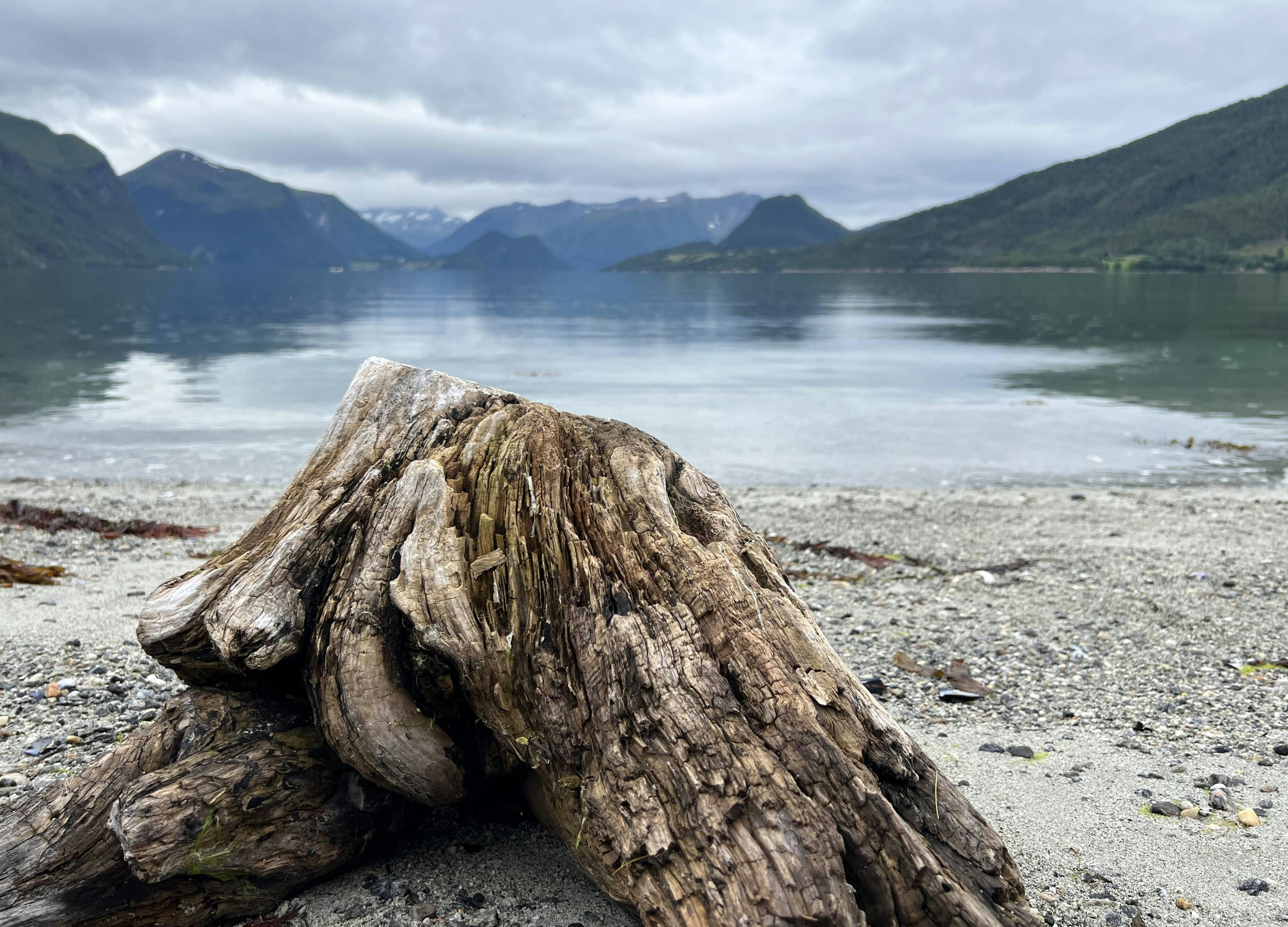 A tree stump sitting on top of a sandy beach photo – Free Wood Image on ...