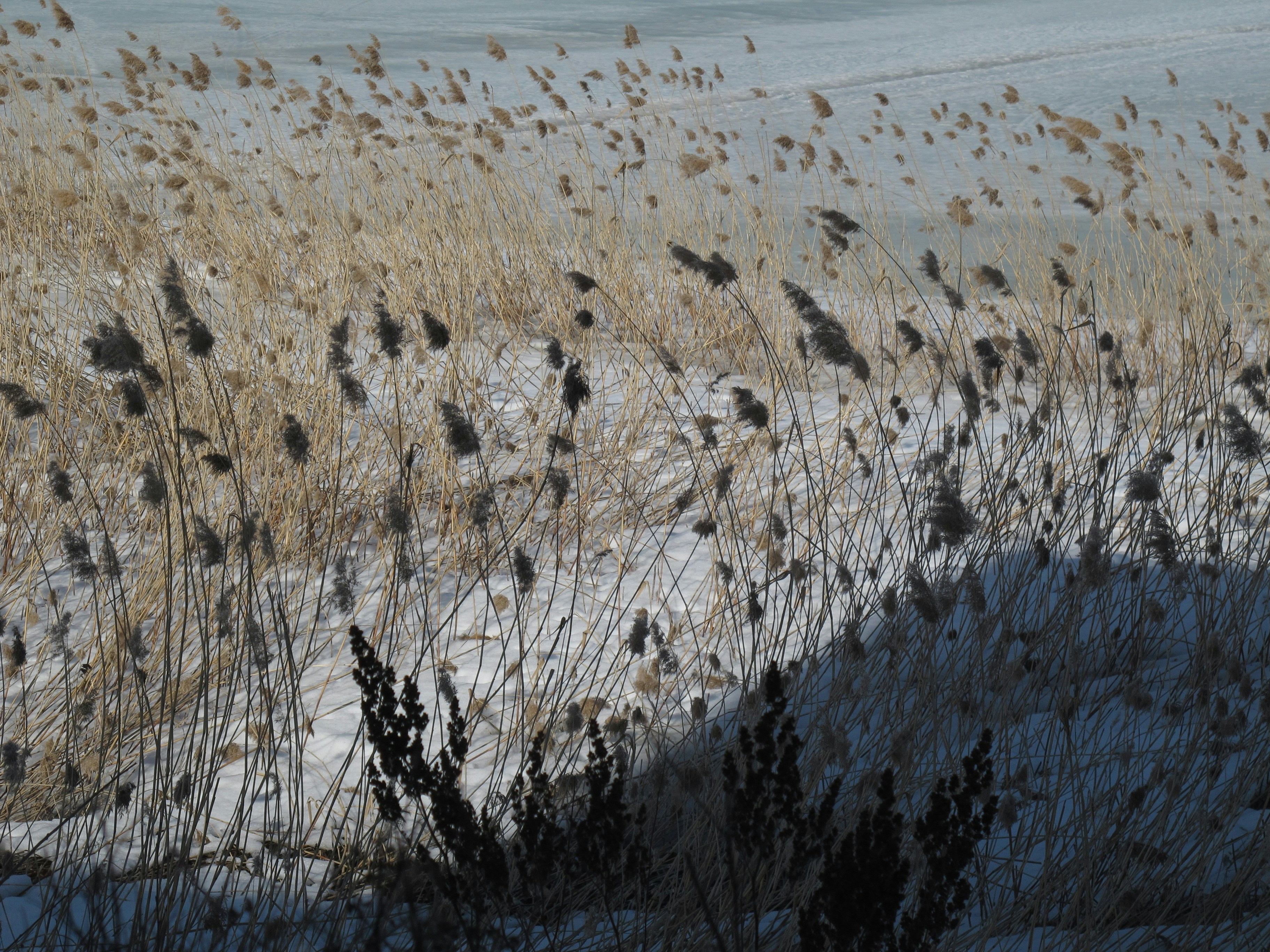 Coastal dune grasses rise along a sandy shore with the sea on the horizon. A pronounced shadow carves across the foreground, adding depth to the sunlit scene.