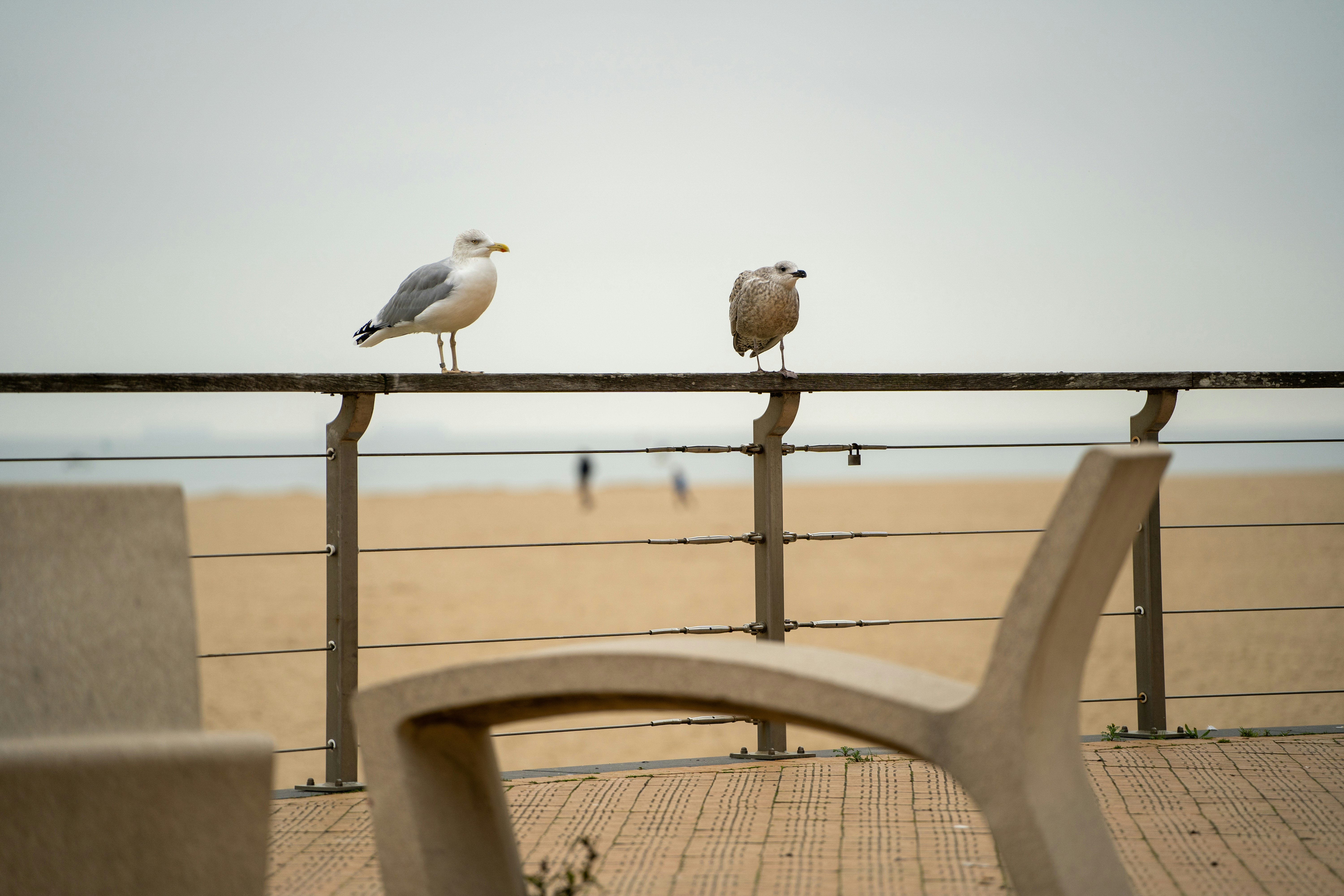 Two Seagulls on a Silent Boardwalk, Framed by Empty Chairs