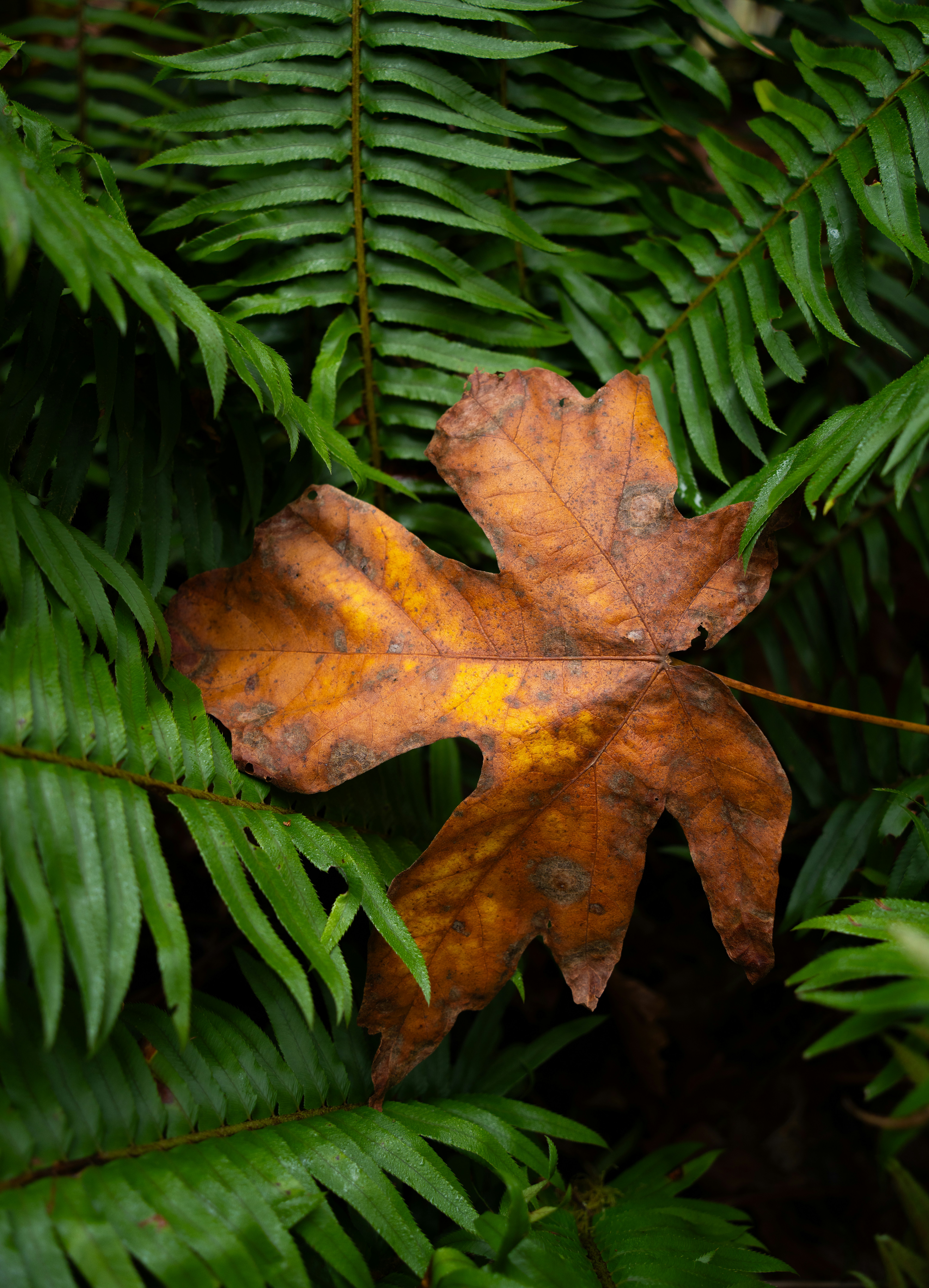 Copper Maple Leaf Emerges Through Emerald Ferns