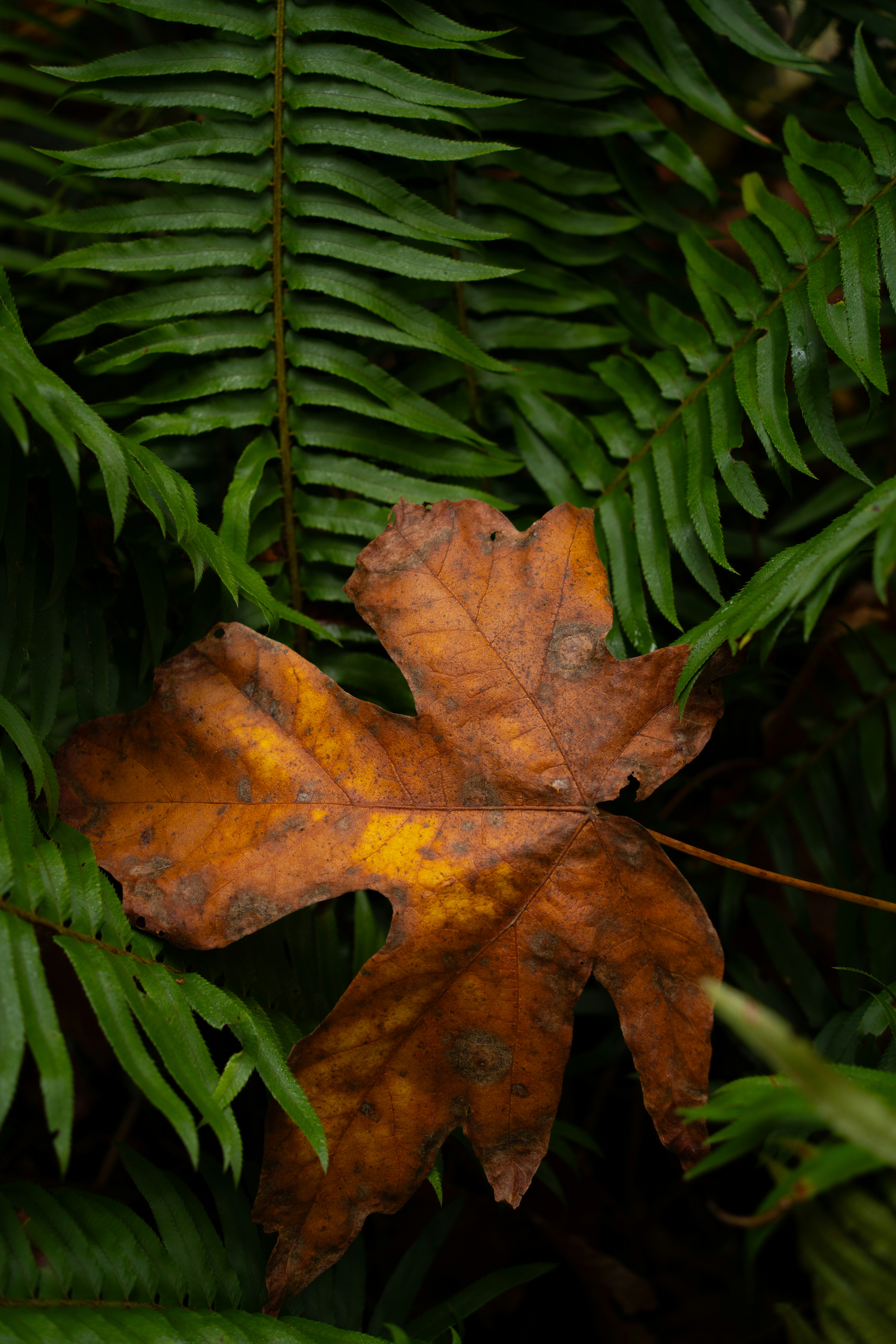 Rust-Orange Maple Leaf Resting Among Emerald Fern Fronds