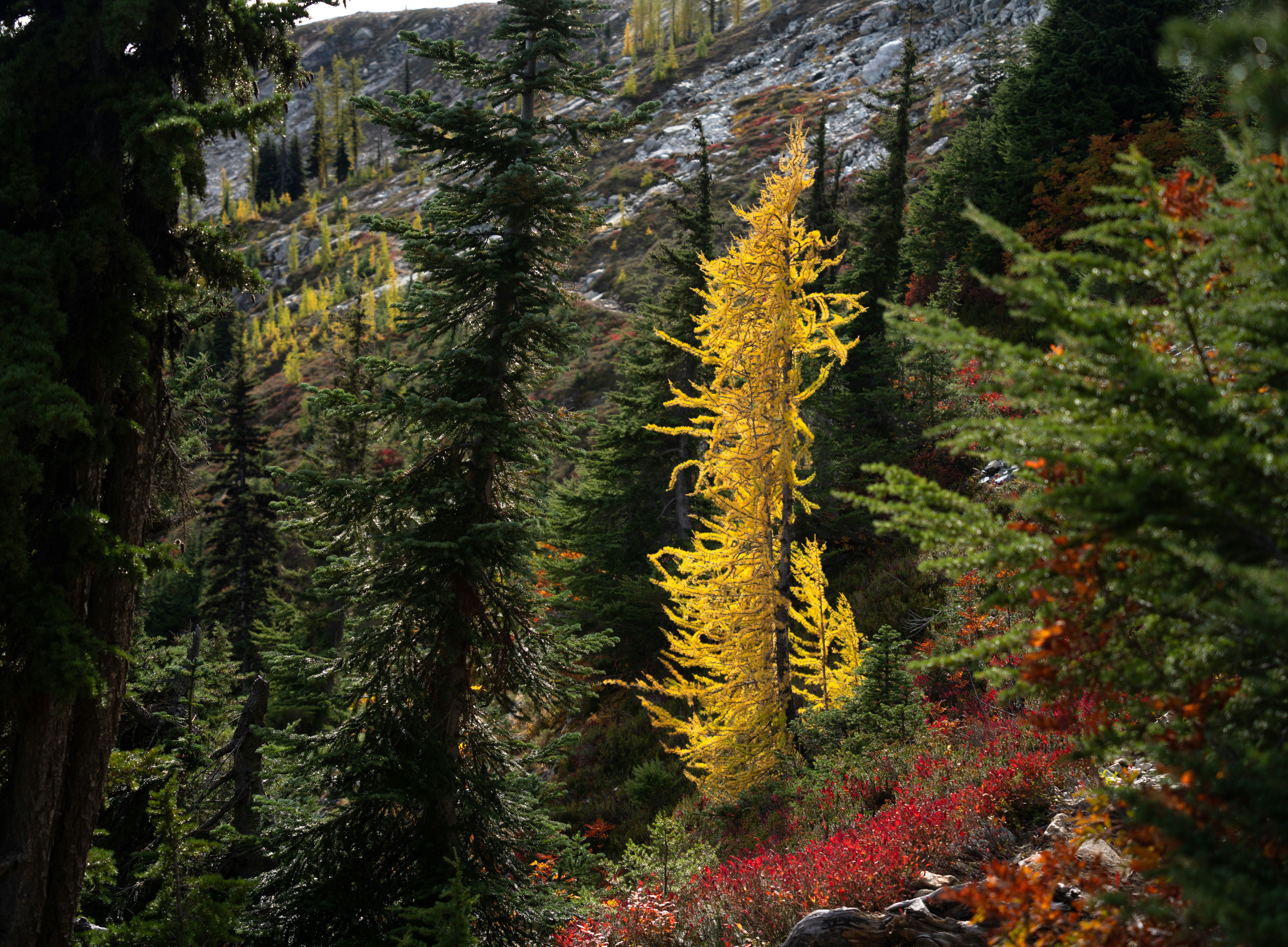 Golden Larch Among Pines: Autumn Flame in a Mountain Forest