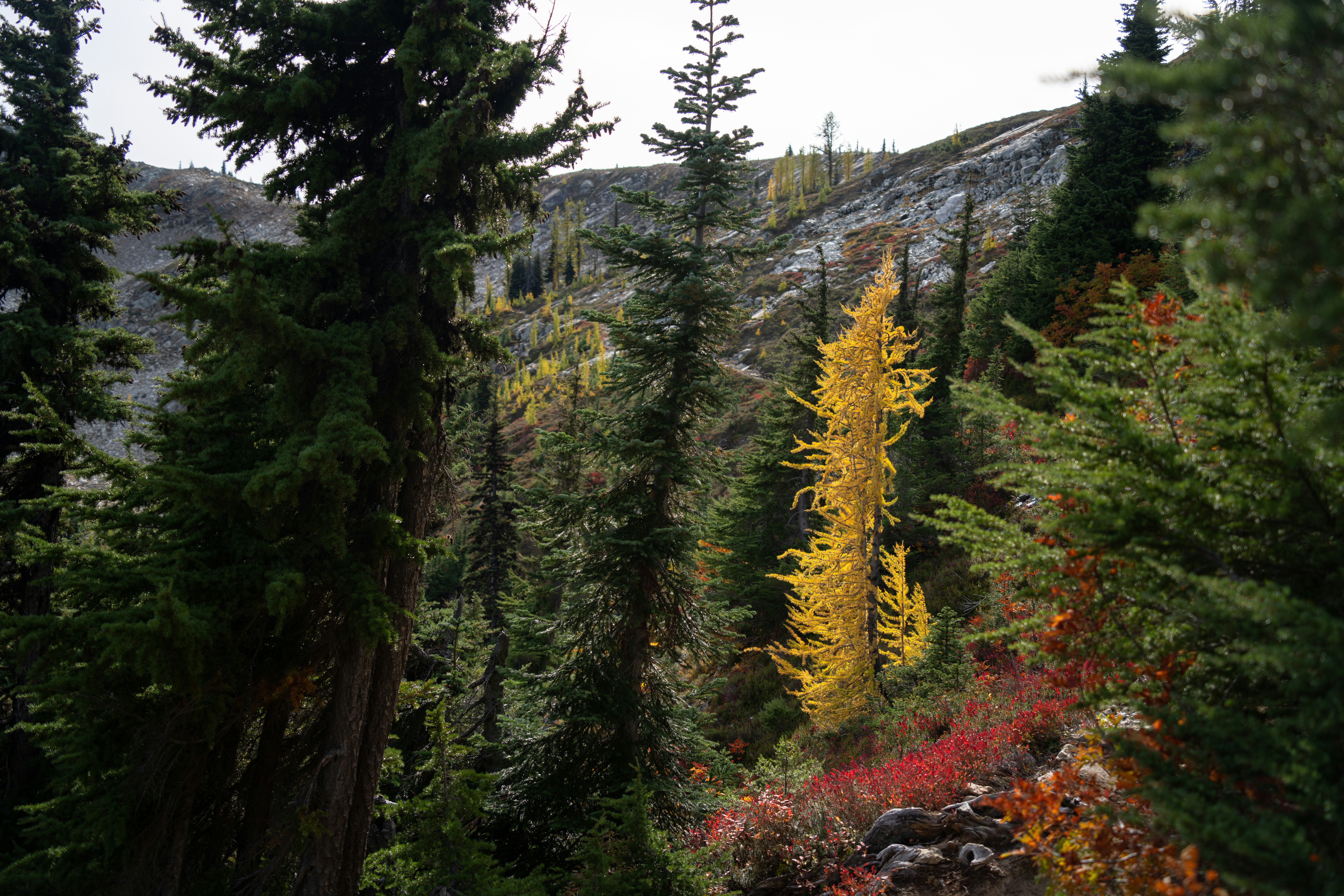 A forest filled with lots of trees next to a mountain photo – Free ...