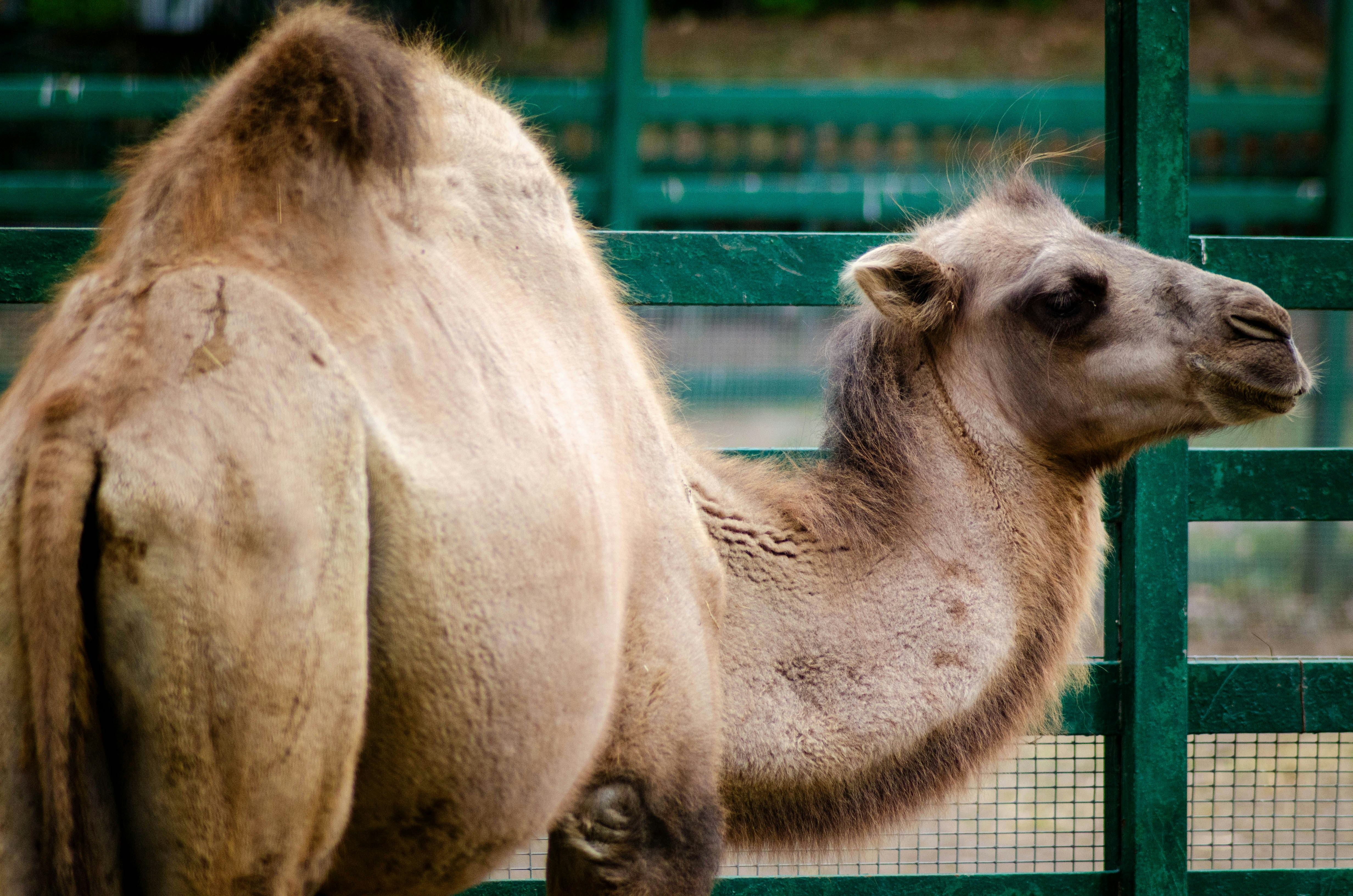 Head Turn at the Fence: A Camel's Curious Gaze Through Green Bars