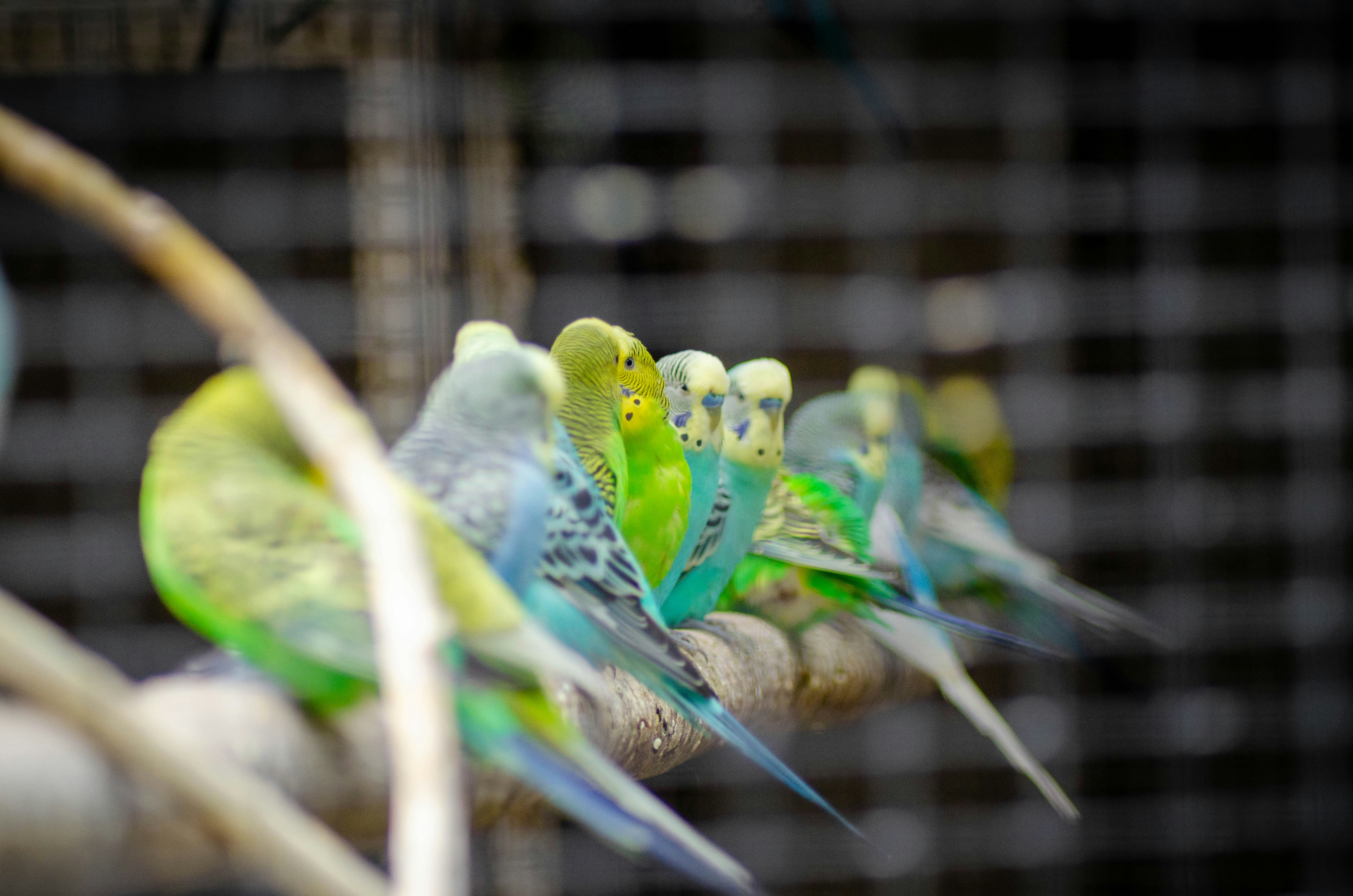 Emerald Ensemble: Budgerigars perched in a sunlit row