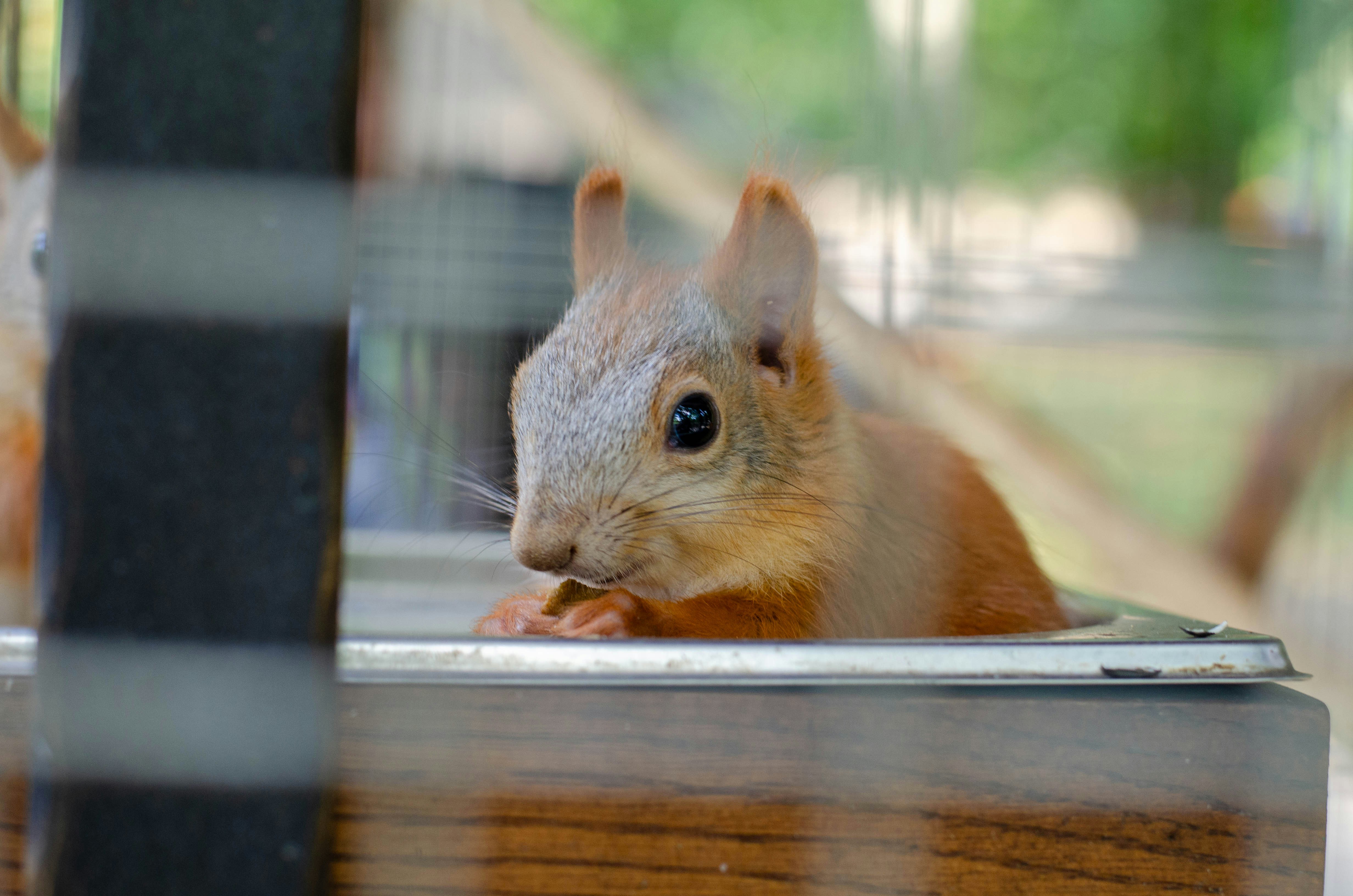 Whiskered Watcher at a Sunlit Wooden Ledge