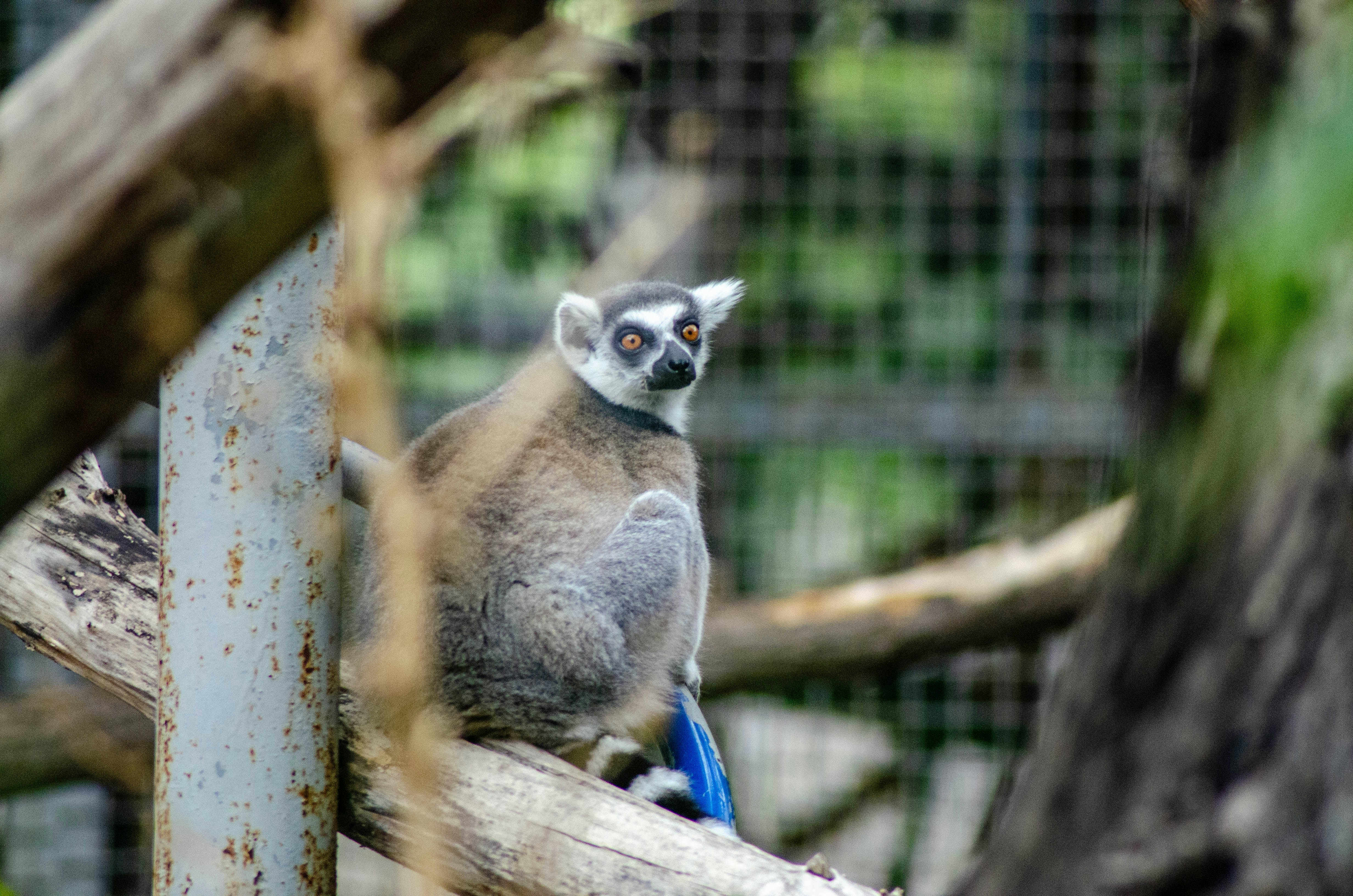 Curious Gentle Lemur Amid Wood and Wire